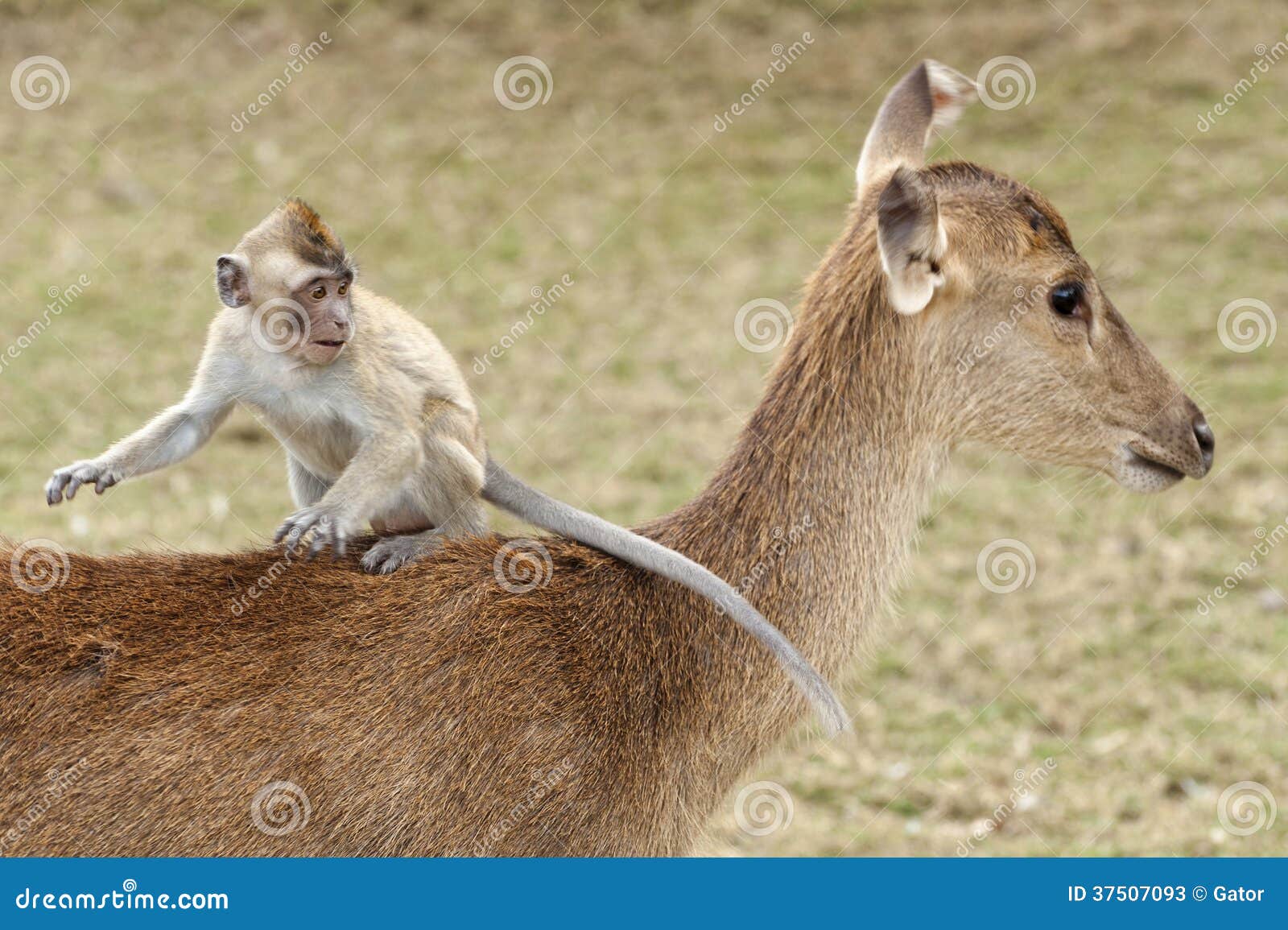 Monkey rider stock image. Image of fauna, mulatta, rider - 37507093