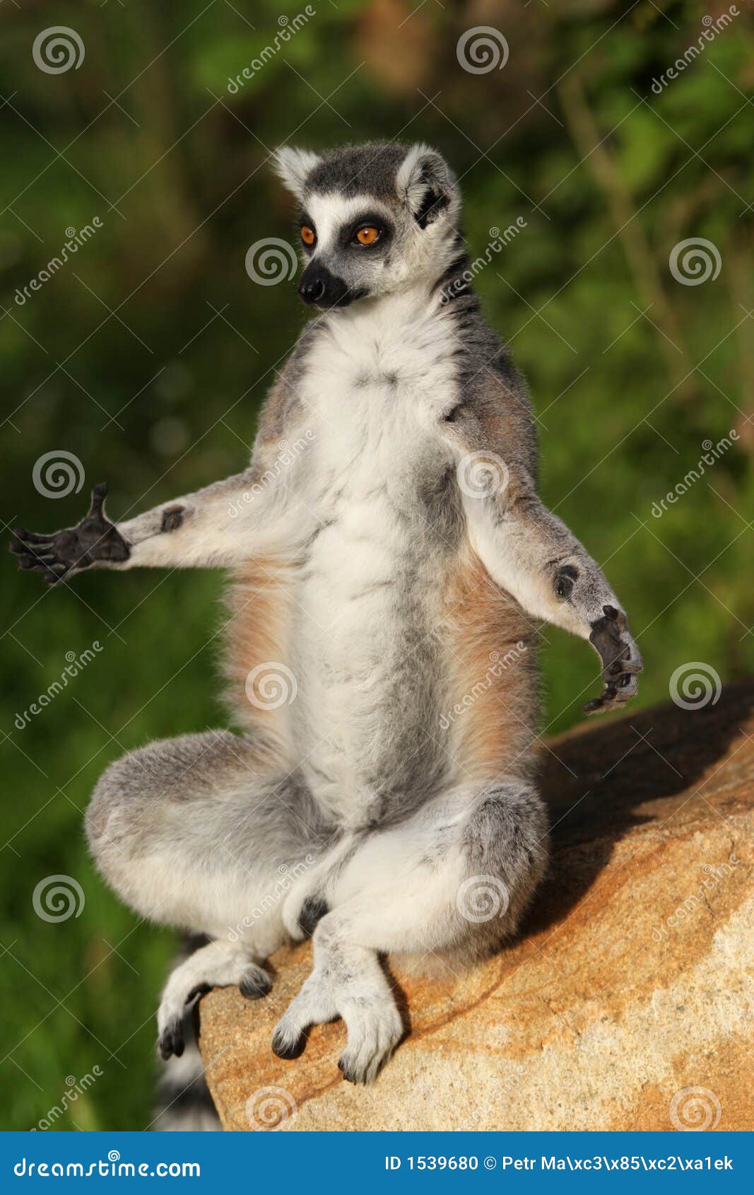 Monkey Ring-tailed Lemur stock photo. Image of catta, tailed - 1539680