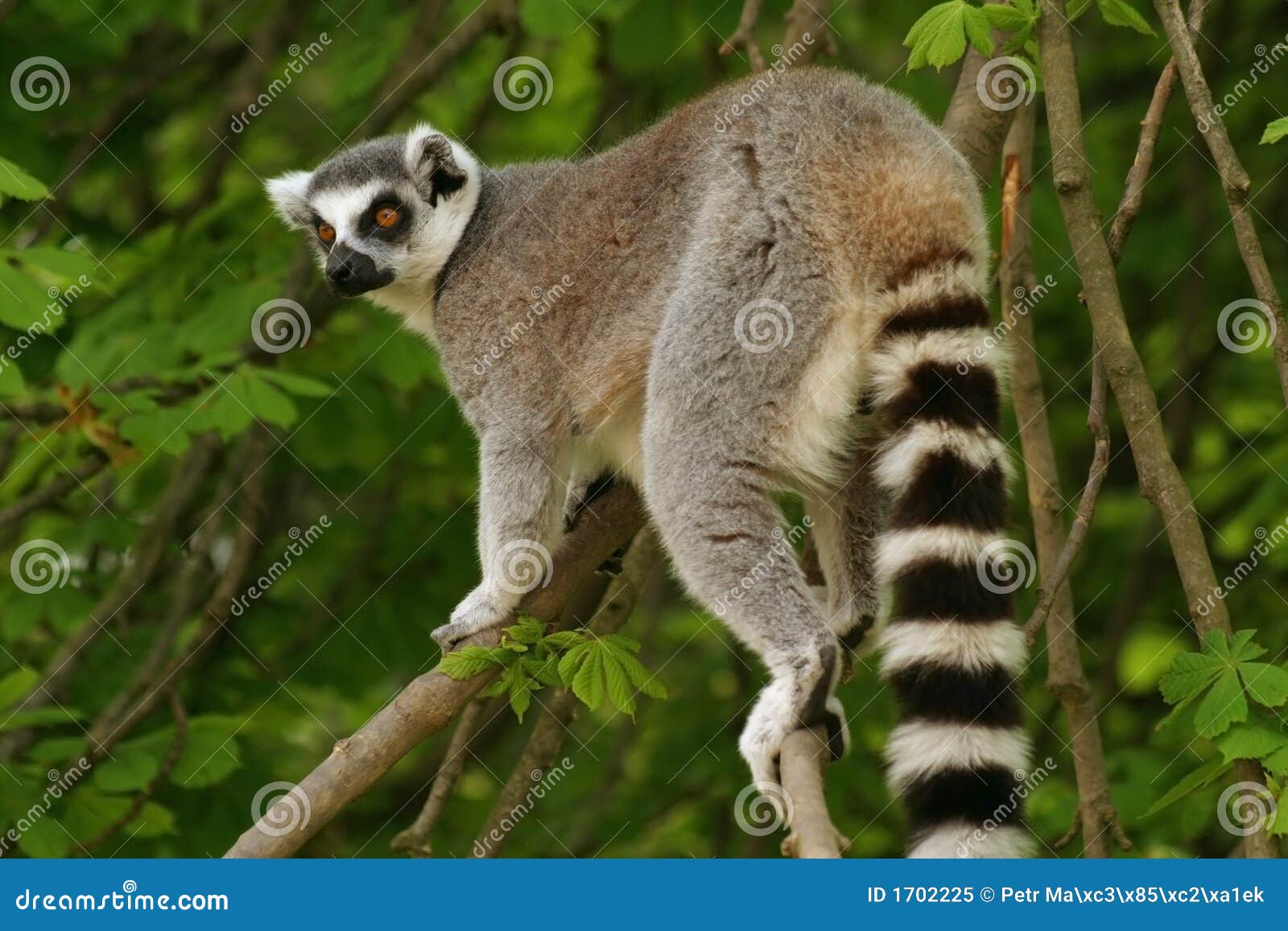 Monkey Ring-tailed Lemur stock image. Image of lovely - 1702225