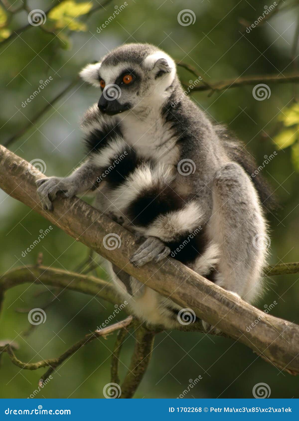 Monkey Ring-tailed Lemur stock photo. Image of african - 1702268