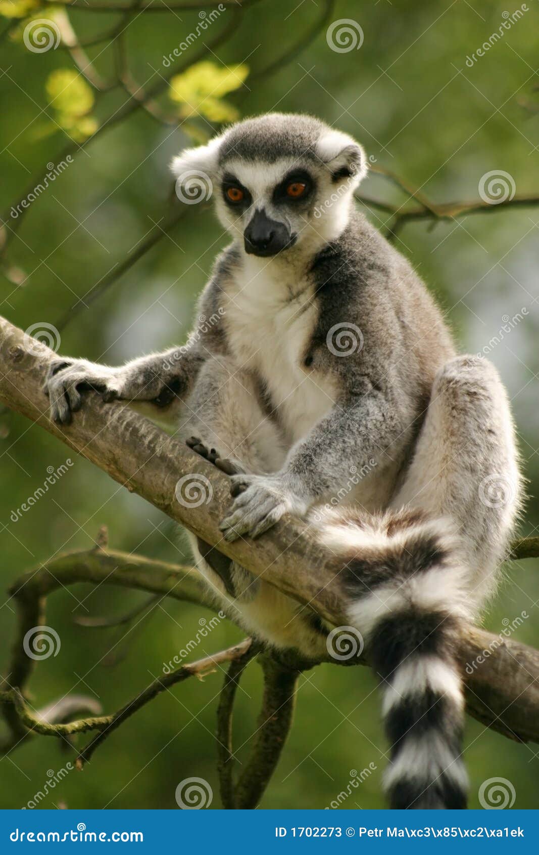 Monkey Ring-tailed Lemur stock image. Image of primates - 1702273