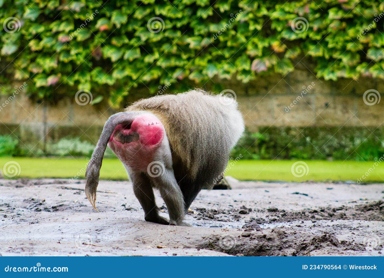 Monkey Roaming Around in a Zoo Stock Photo - Image of view, park: 234790564