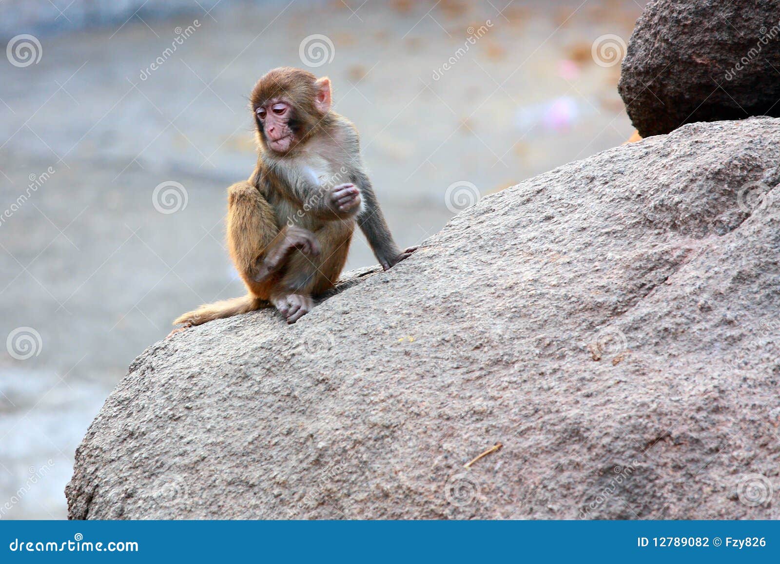 Monkey on the rock stock photo. Image of animals, lovely - 12789082