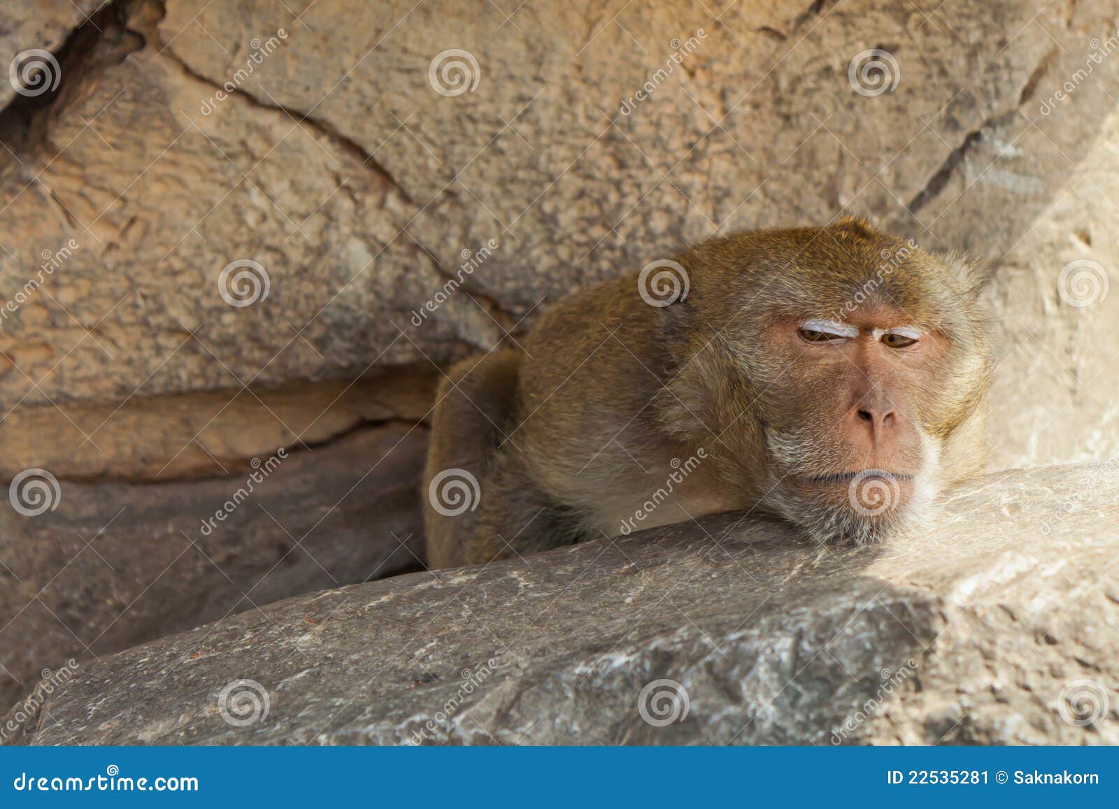 Monkey on a rock. stock image. Image of monkey, eyes - 22535281
