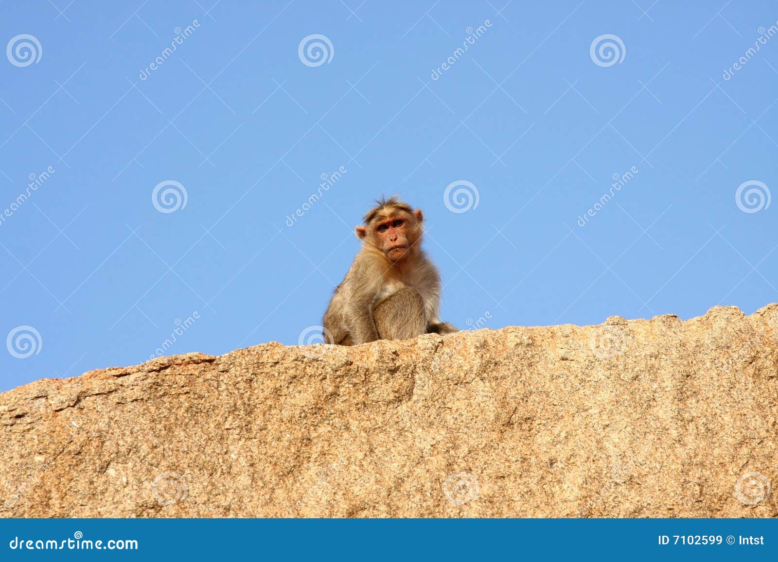 Monkey on the rock stock image. Image of furry, india - 7102599