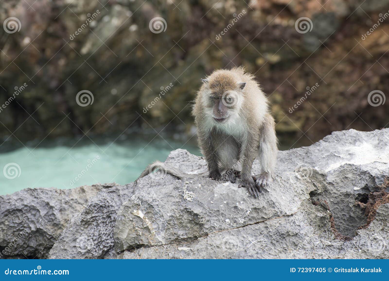 Monkey on the Rock . Lonely Monkey Stock Image - Image of female, cute ...