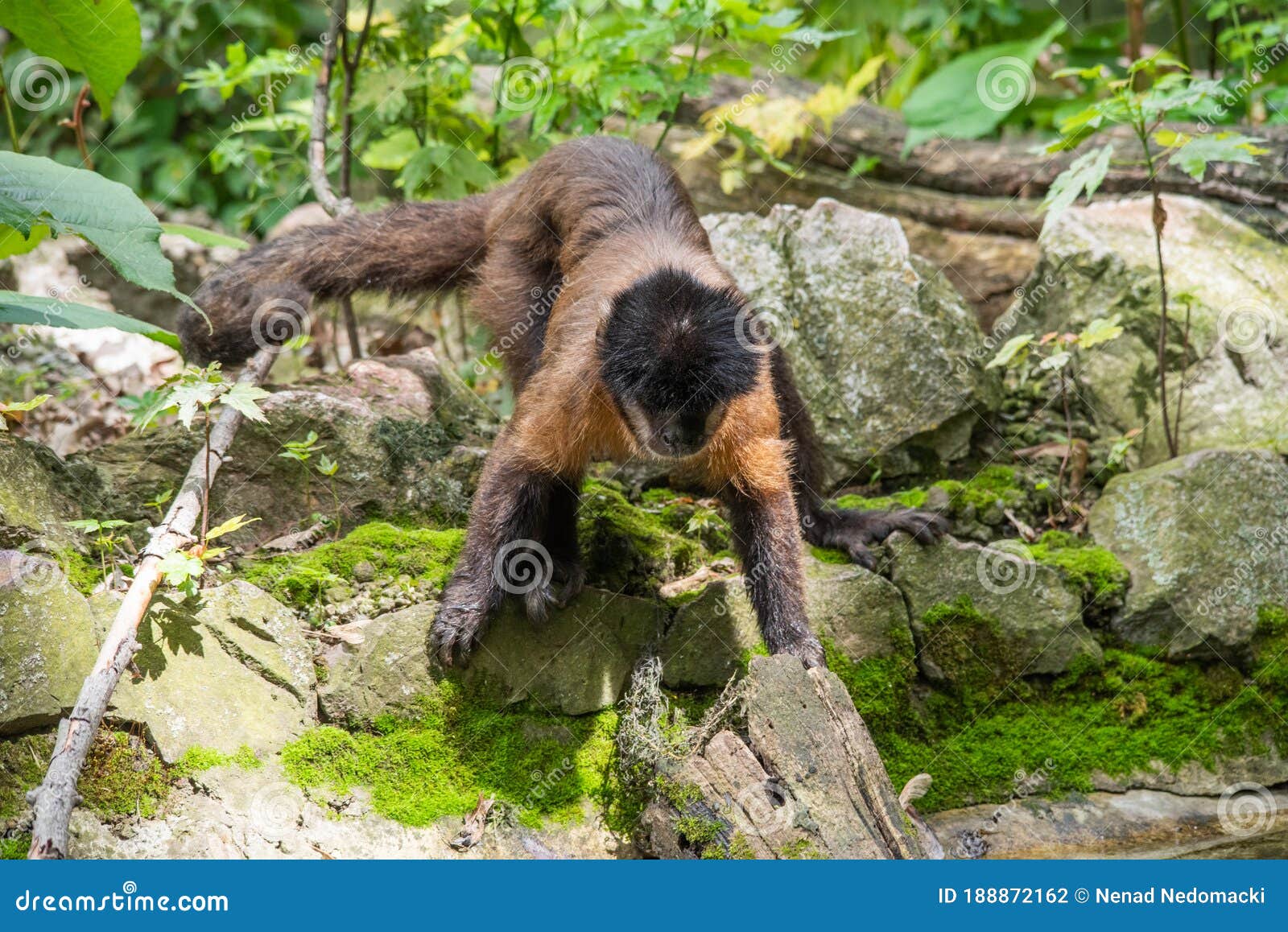 A Monkey on a Rock. a Monkey in Nature Stock Photo - Image of camera ...