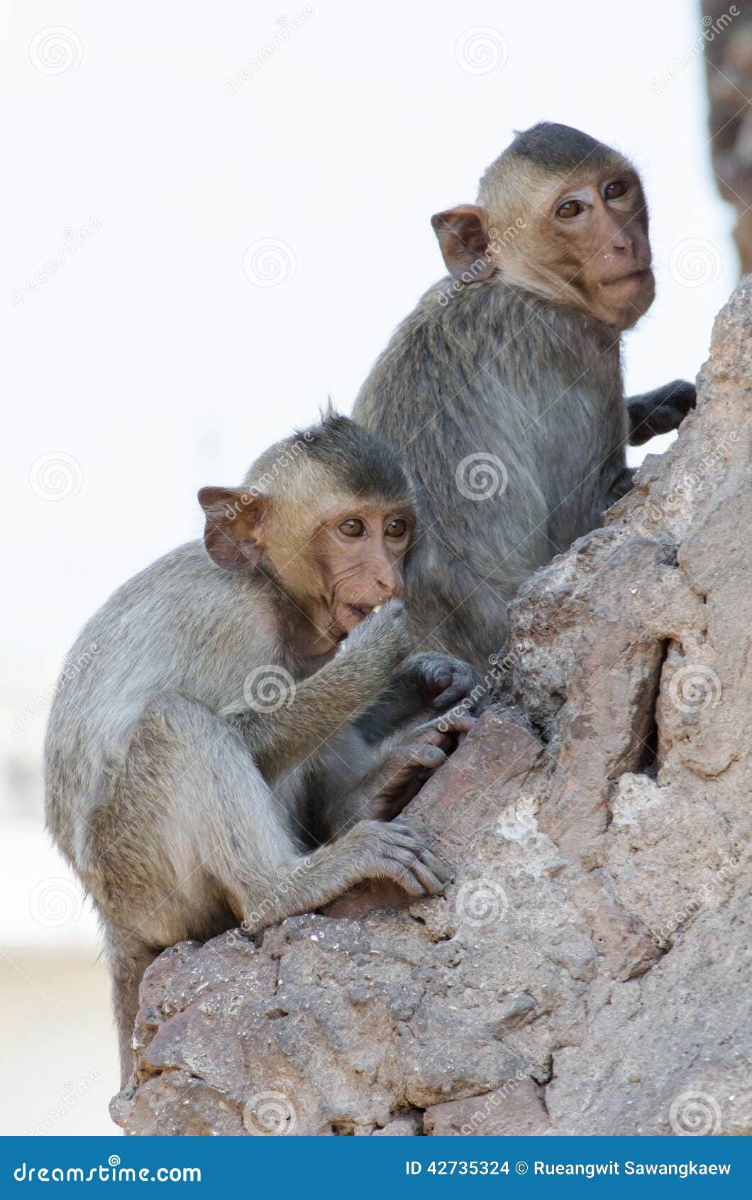 Monkey on the rock stock photo. Image of little, rock - 42735324