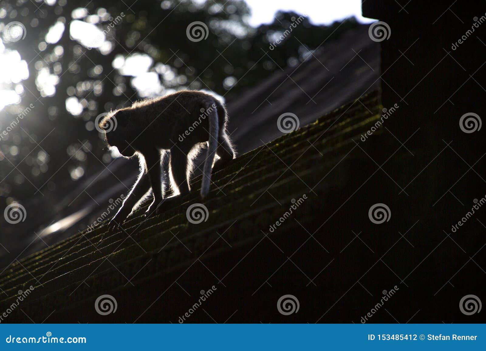 Monkey roof stock photo. Image of nature, wild, naturally - 153485412