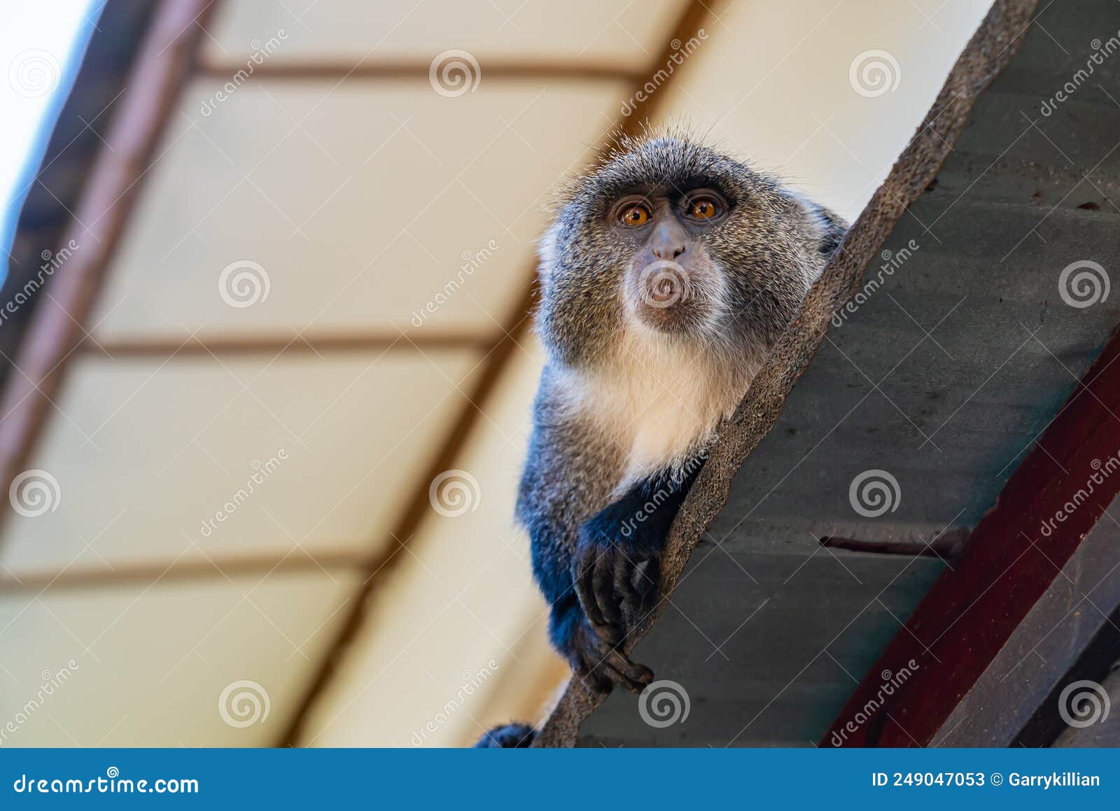 Monkey on a Roof of Building. Monkey Have a Rest on a Roof. Stock Image ...