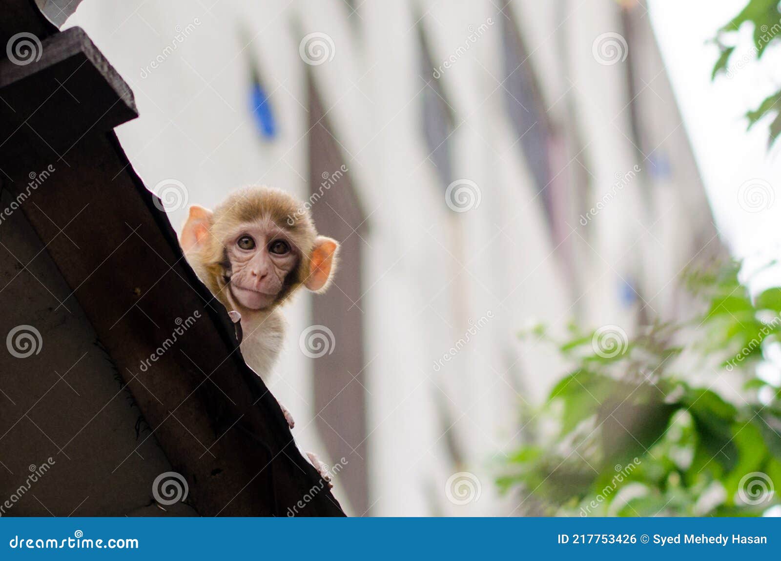 A monkey on a roof stock photo. Image of chimpanzee - 217753426