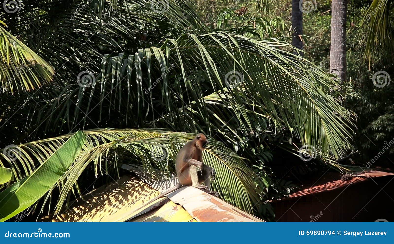 Monkey on the roof stock footage. Video of house, monkey - 69890794