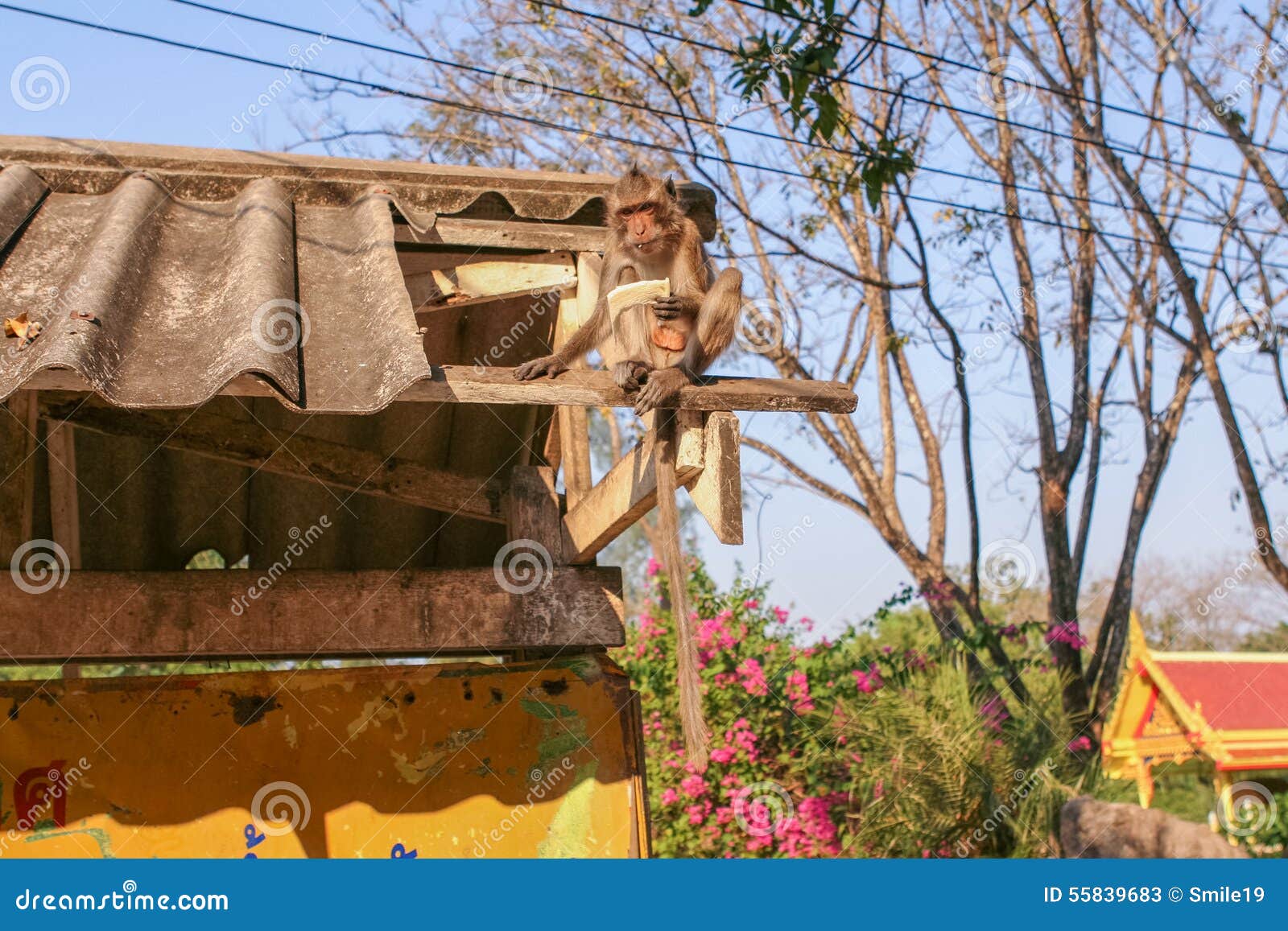Monkey on the roof stock image. Image of island, eyes - 55839683