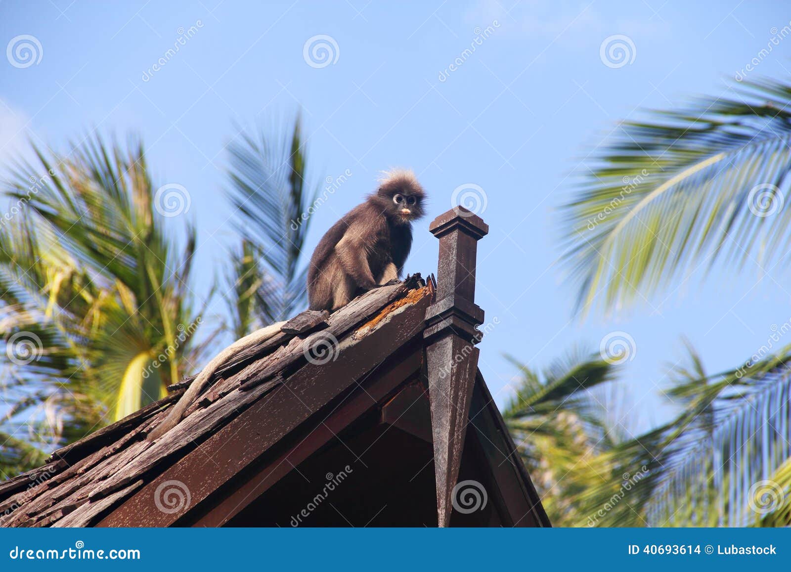 Monkey on roof stock photo. Image of green, forest, angry - 40693614