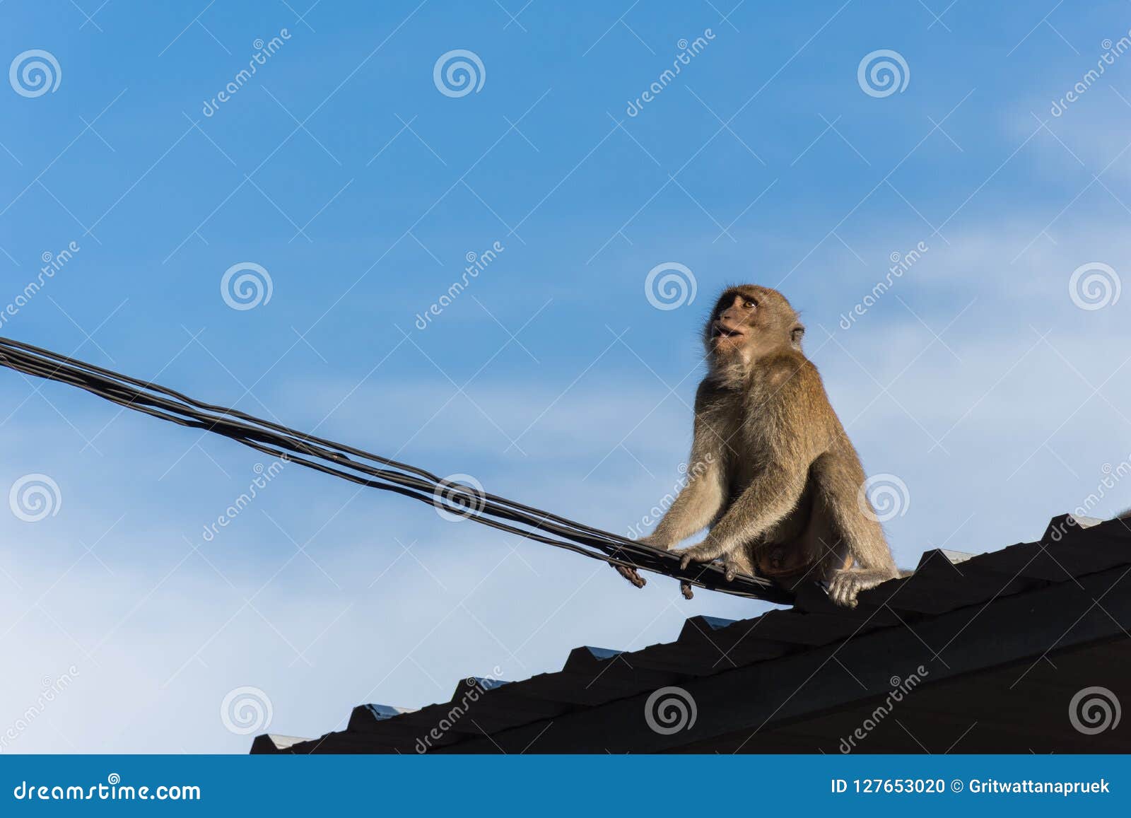 Monkey on roof stock photo. Image of wildlife, background - 127653020