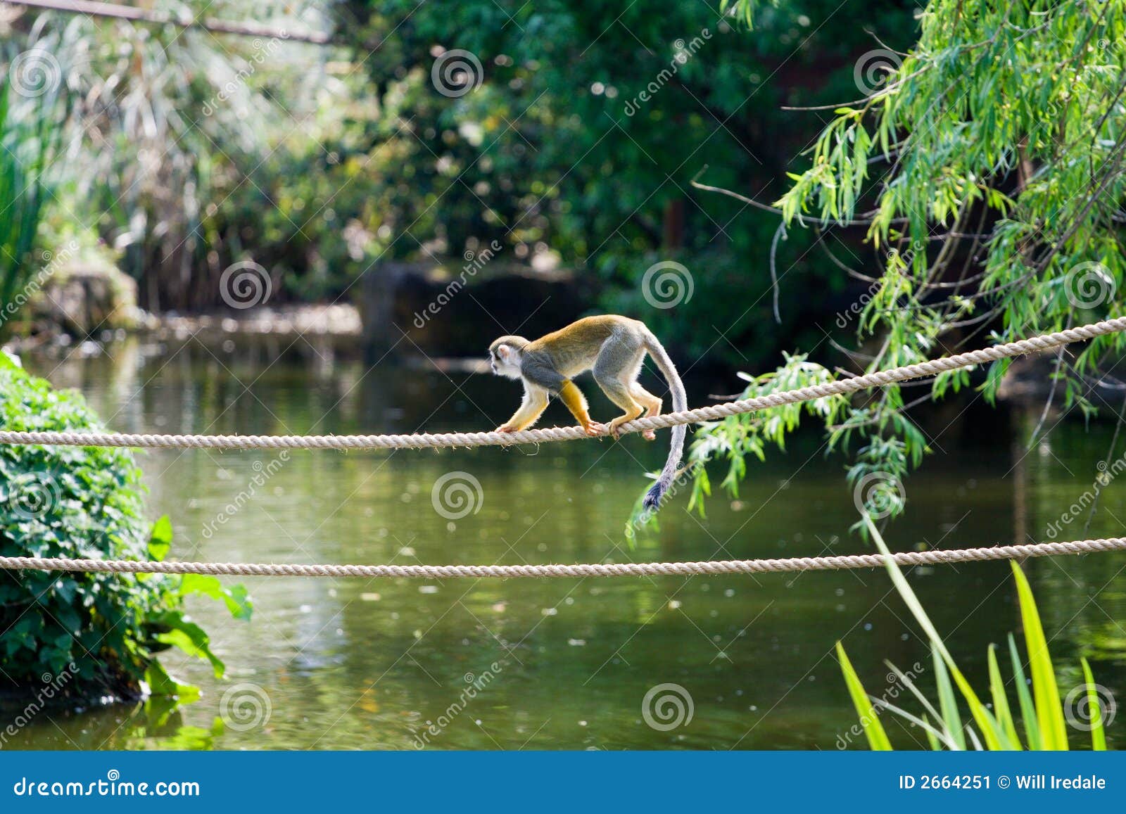 Monkey on a Rope stock image. Image of crawl, balance - 2664251