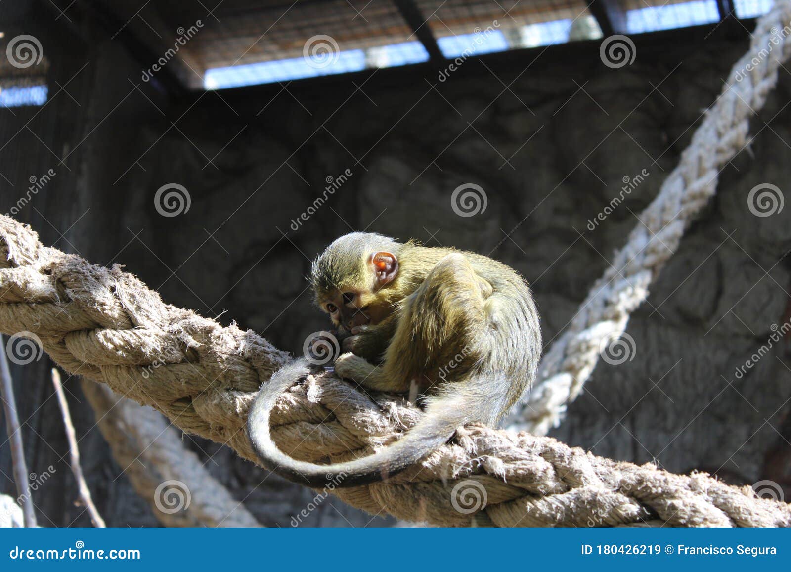 Monkey on a Rope Holding His Tail Stock Image - Image of barcelona ...