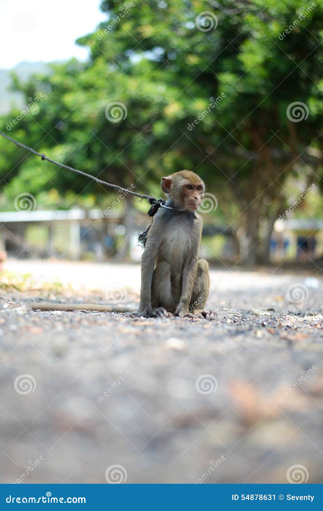 Monkey on a rope stock image. Image of rope, animals - 54878631