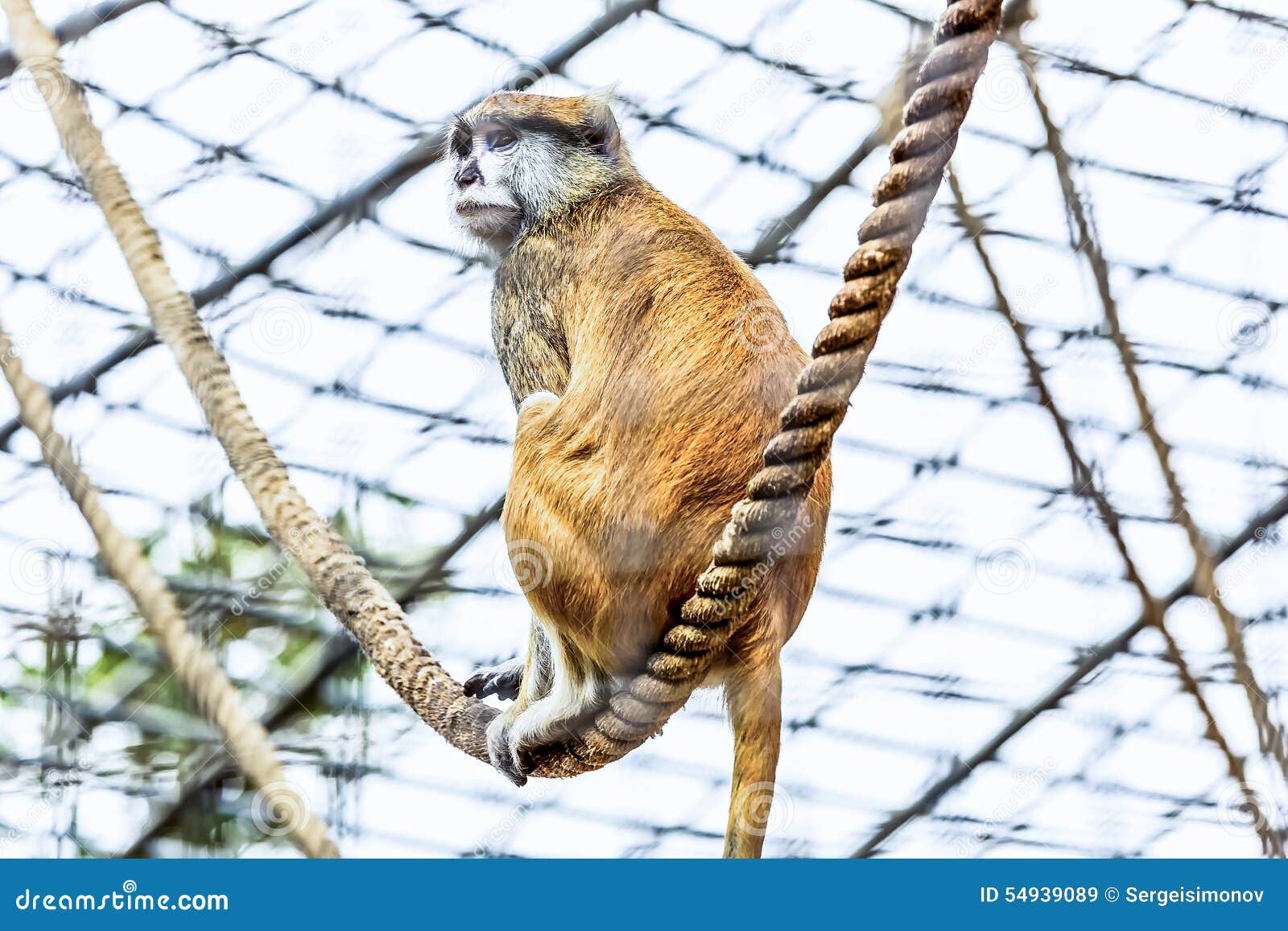 Monkey on rope in zoo stock image. Image of wildlife - 54939089