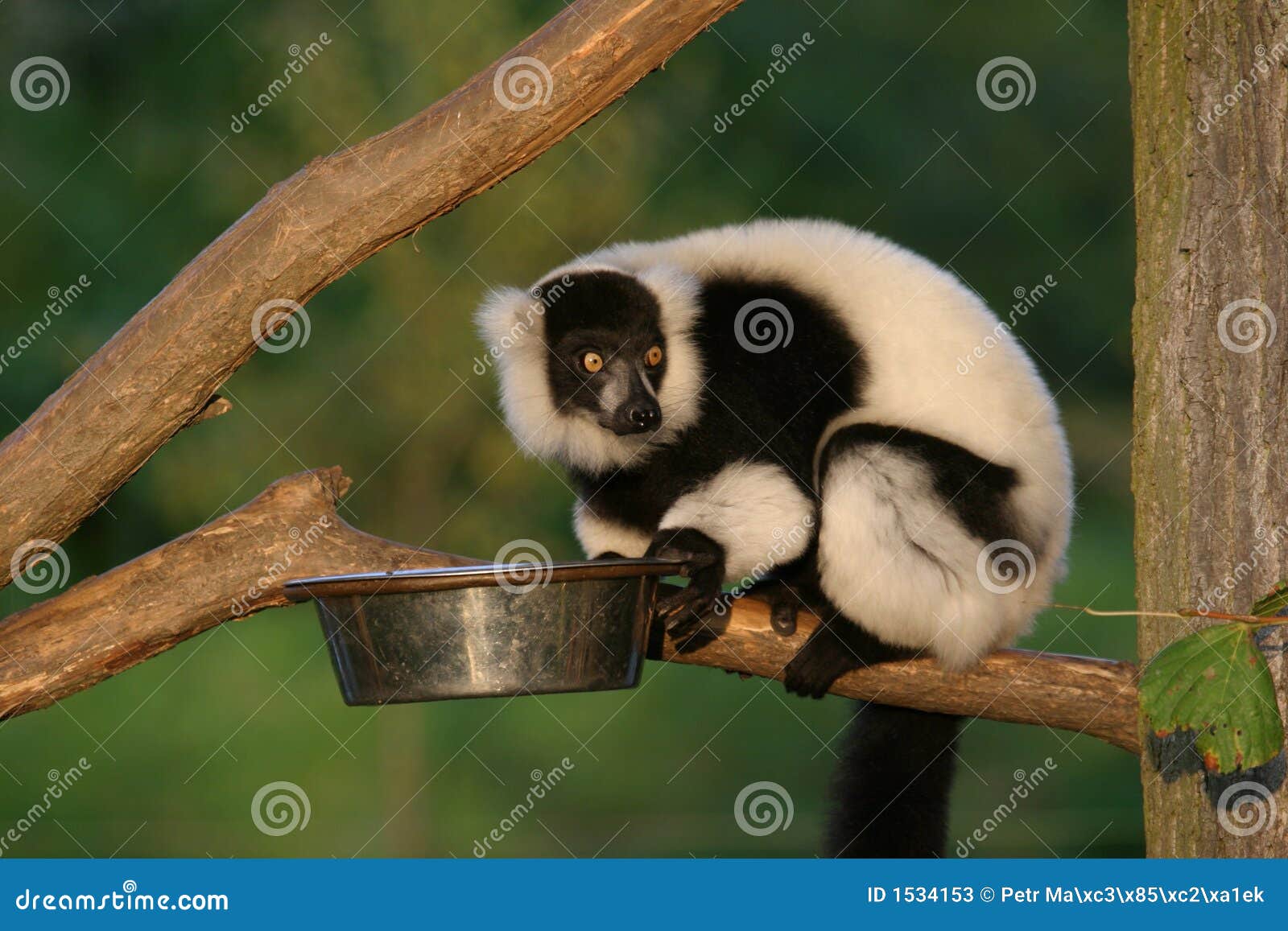 Monkey Ruffed Lemur stock image. Image of african, lemurs - 1534153