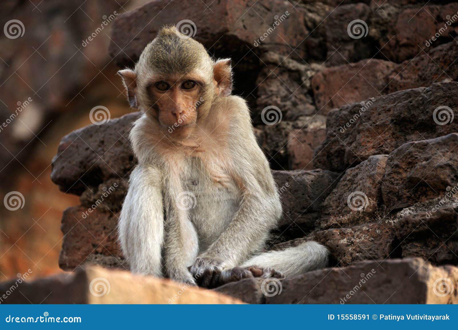Monkey in ruined castle stock image. Image of creature - 15558591