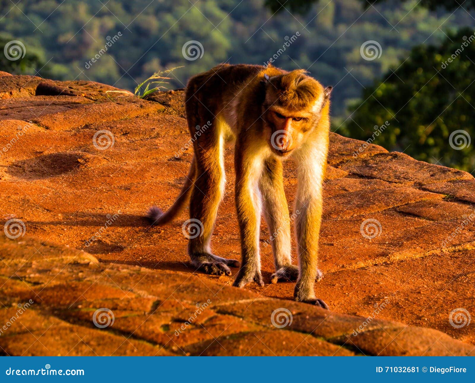 Monkey on the Ruins of Sigiriya Stock Image - Image of colorful, ruins ...