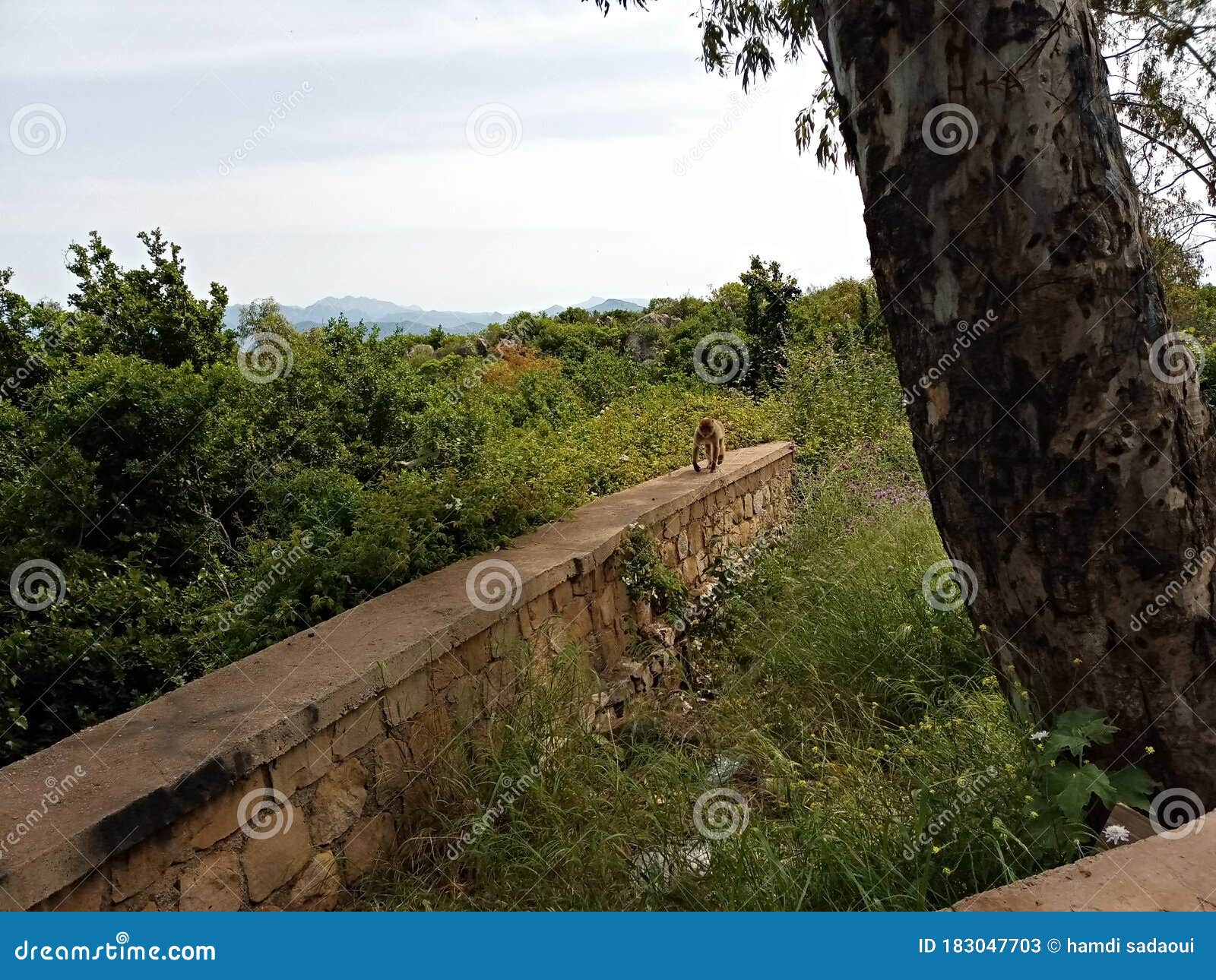 Monkey Run Away Nature Wild Stock Image - Image of terrain, away: 183047703