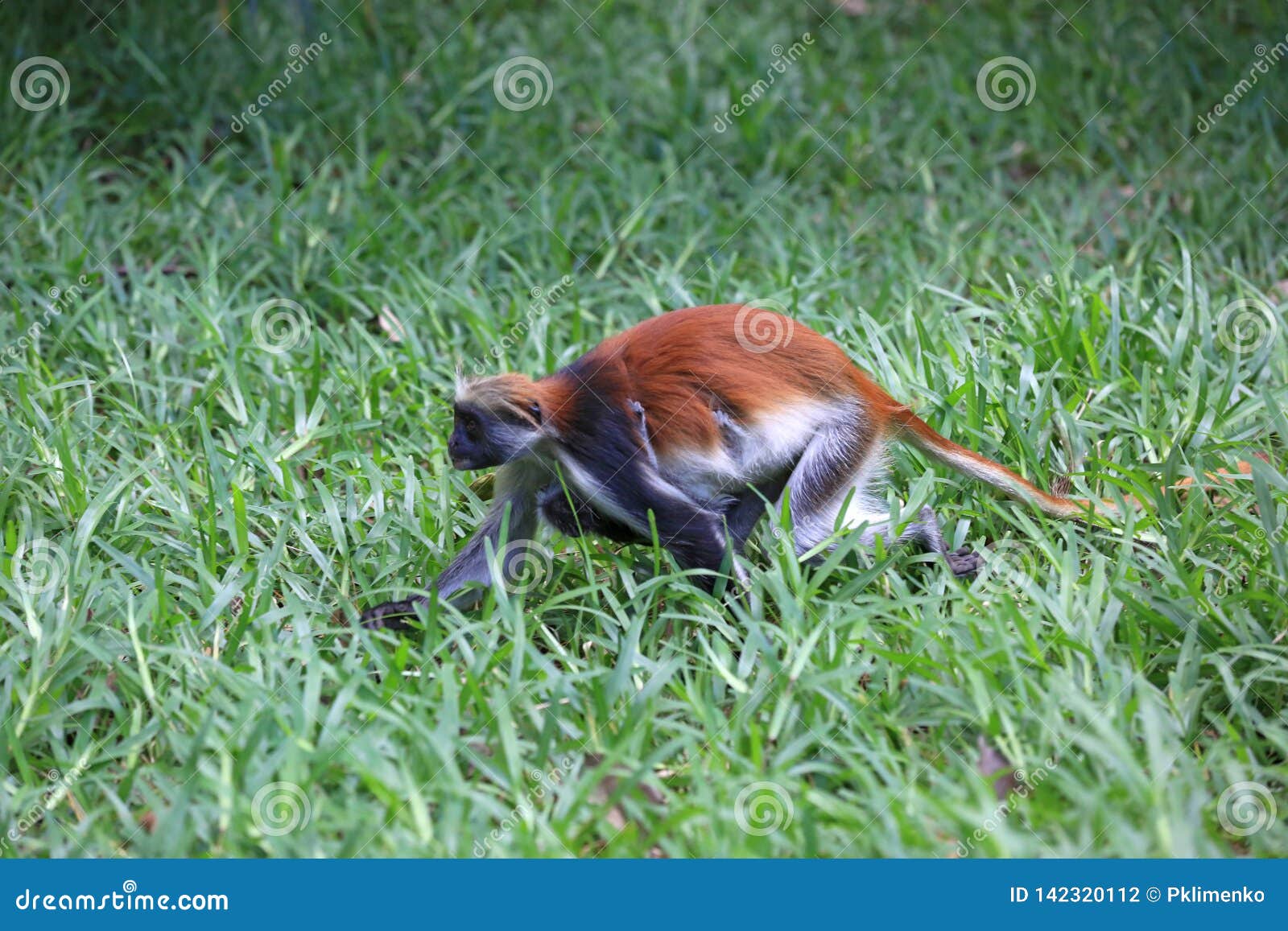 Monkey run in forest stock photo. Image of face, tropical - 142320112