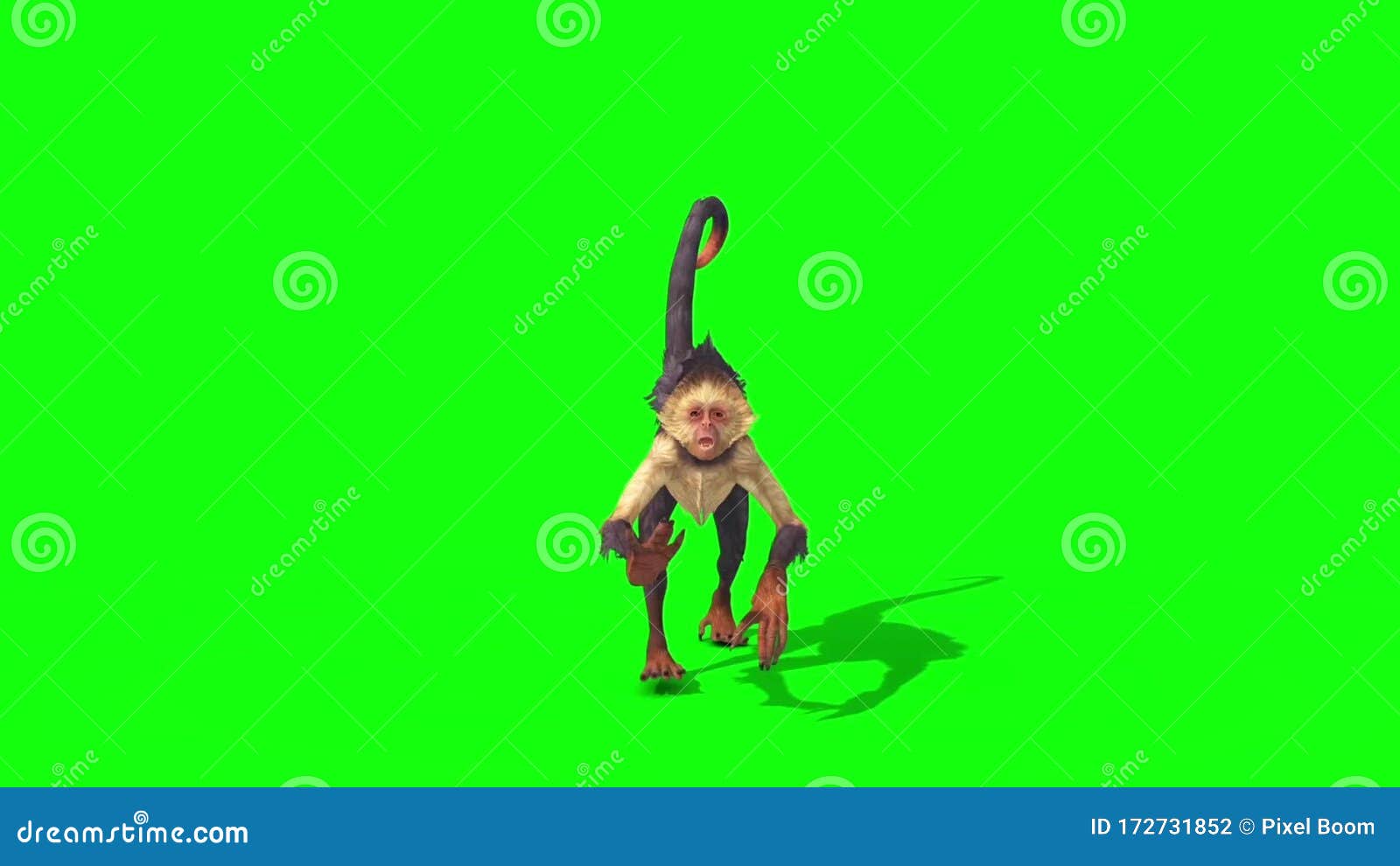 Monkey Runcycle Front Green Screen 3D Rendering Animation Stock Footage ...