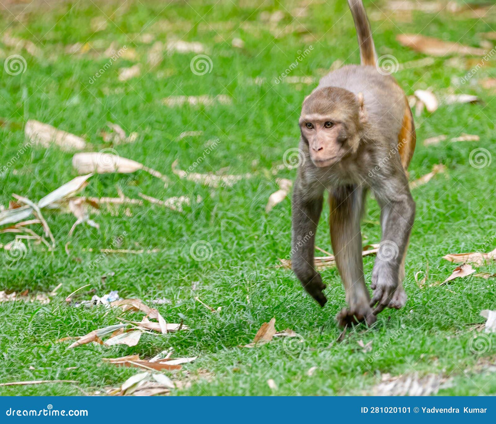 Monkey Running On The Roof Of Sri Subramaniar Swamy Temple, Batu Caves ...