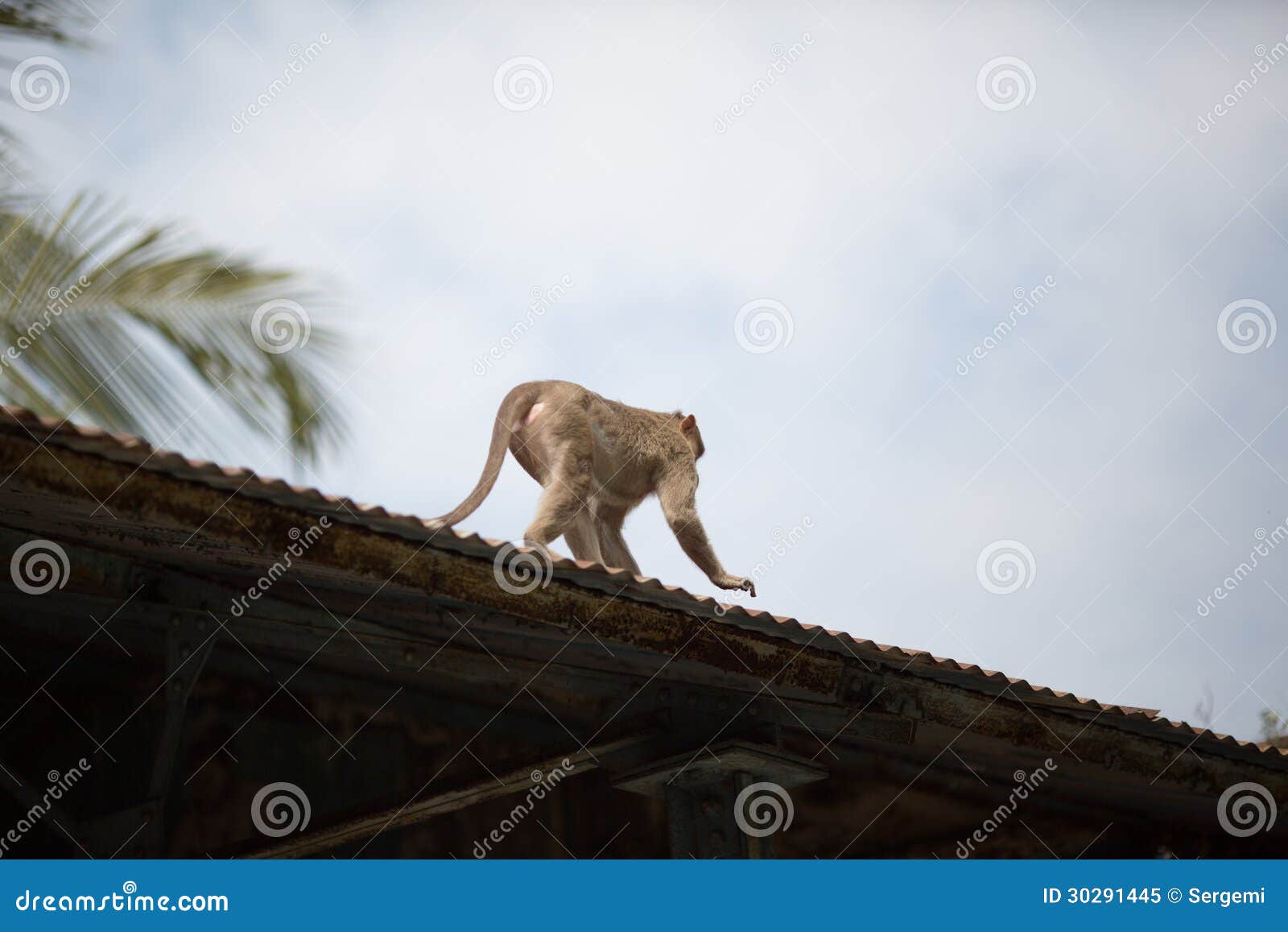 Running monkey stock image. Image of macaque, horizontal - 30291445