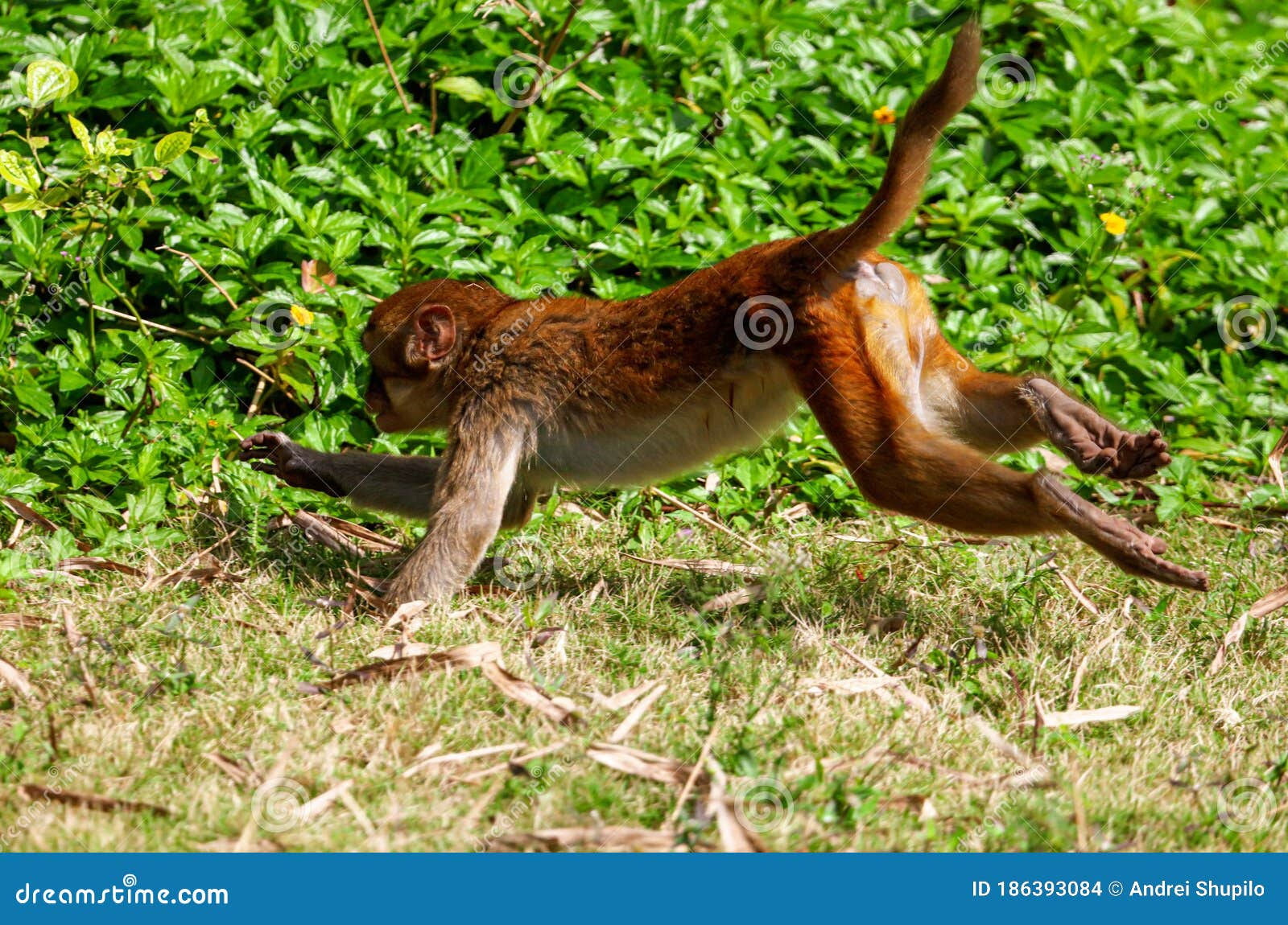 Monkey Runs on the Grass in the Park Stock Photo - Image of young, wild ...