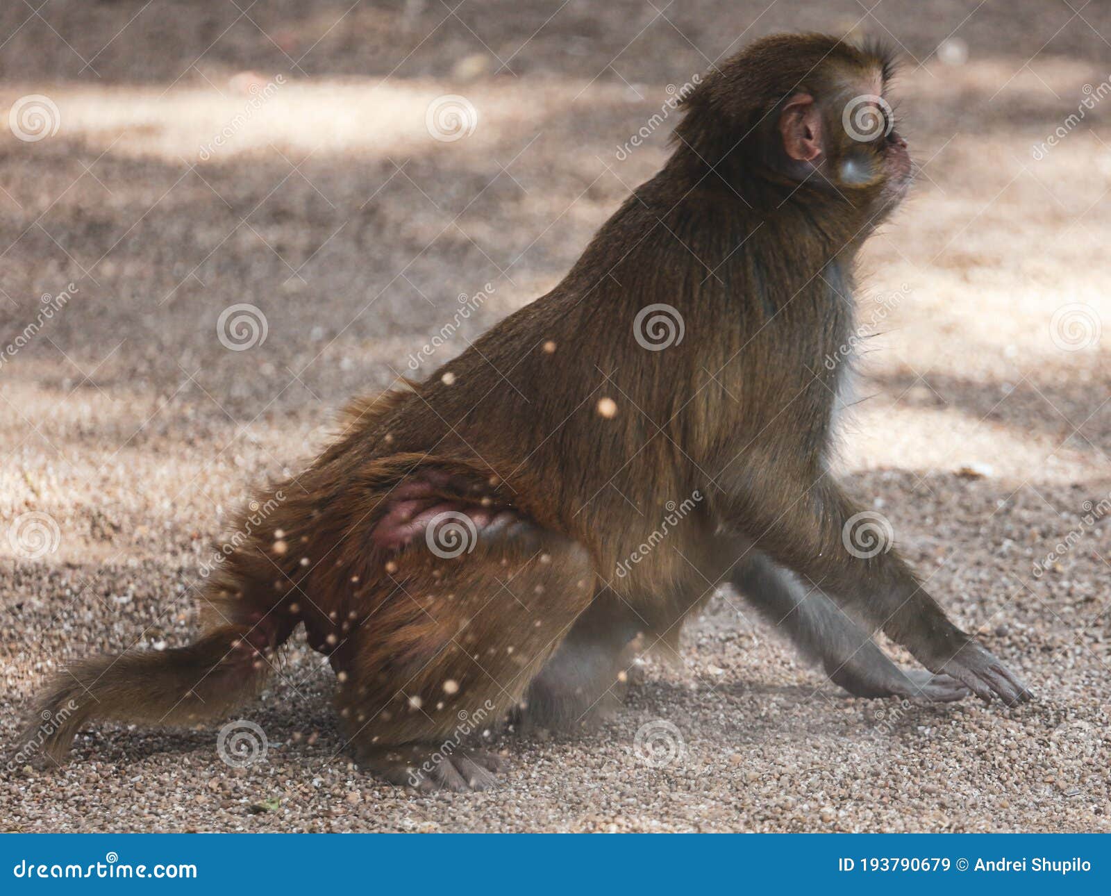 Monkey Runs on the Grass in the Park Stock Image - Image of young ...