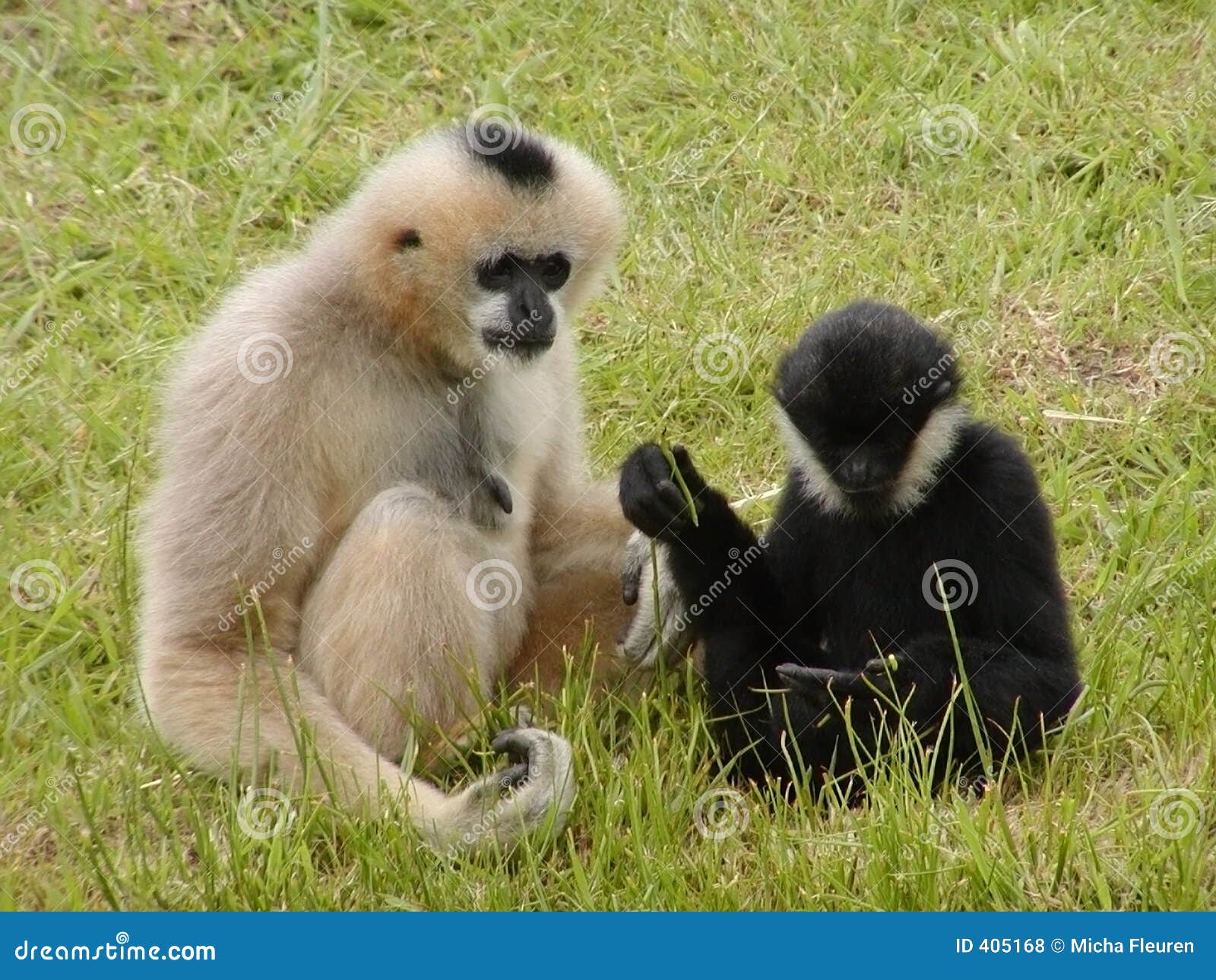 Monkey s Debating stock photo. Image of monkeys, debate - 405168