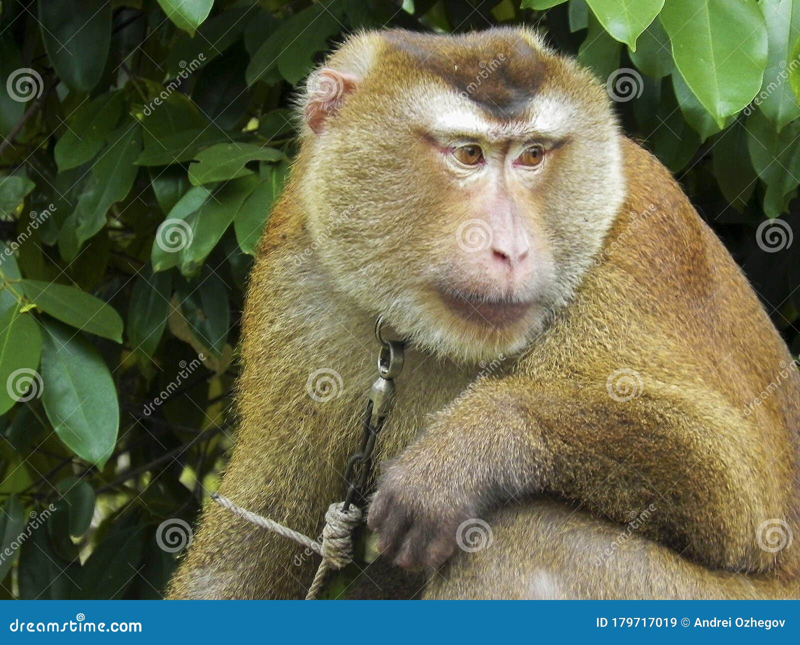 A Monkey`s Finished Harvesting Coconuts. Surat Thani, Southern Thailand ...