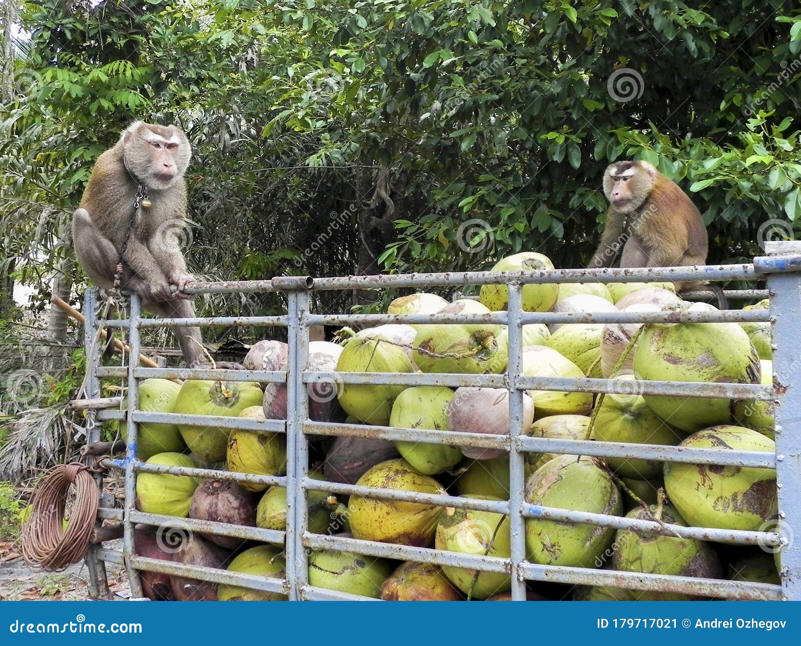 A Monkey`s Finished Harvesting Coconuts. Surat Thani, Southern Thailand ...