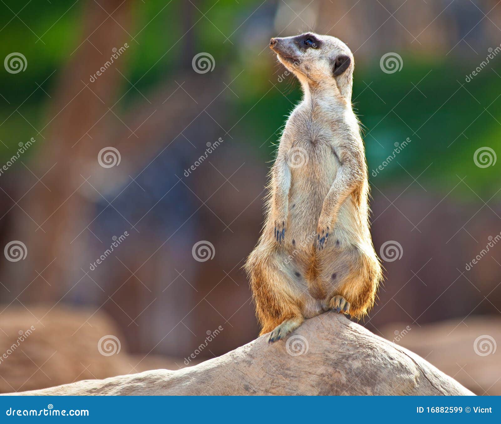 Monkey`s hand stock image. Image of primate, animal, nature - 16882599