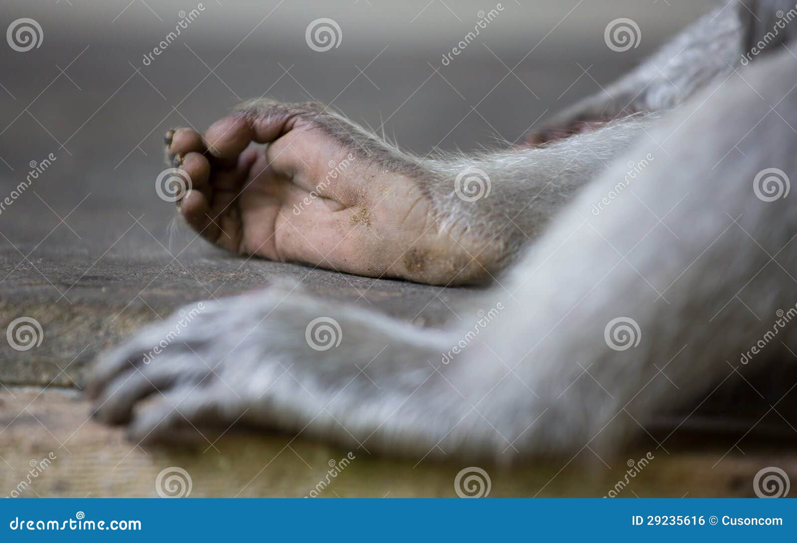 Monkey s legs stock photo. Image of couple, hair, mountain - 29235616