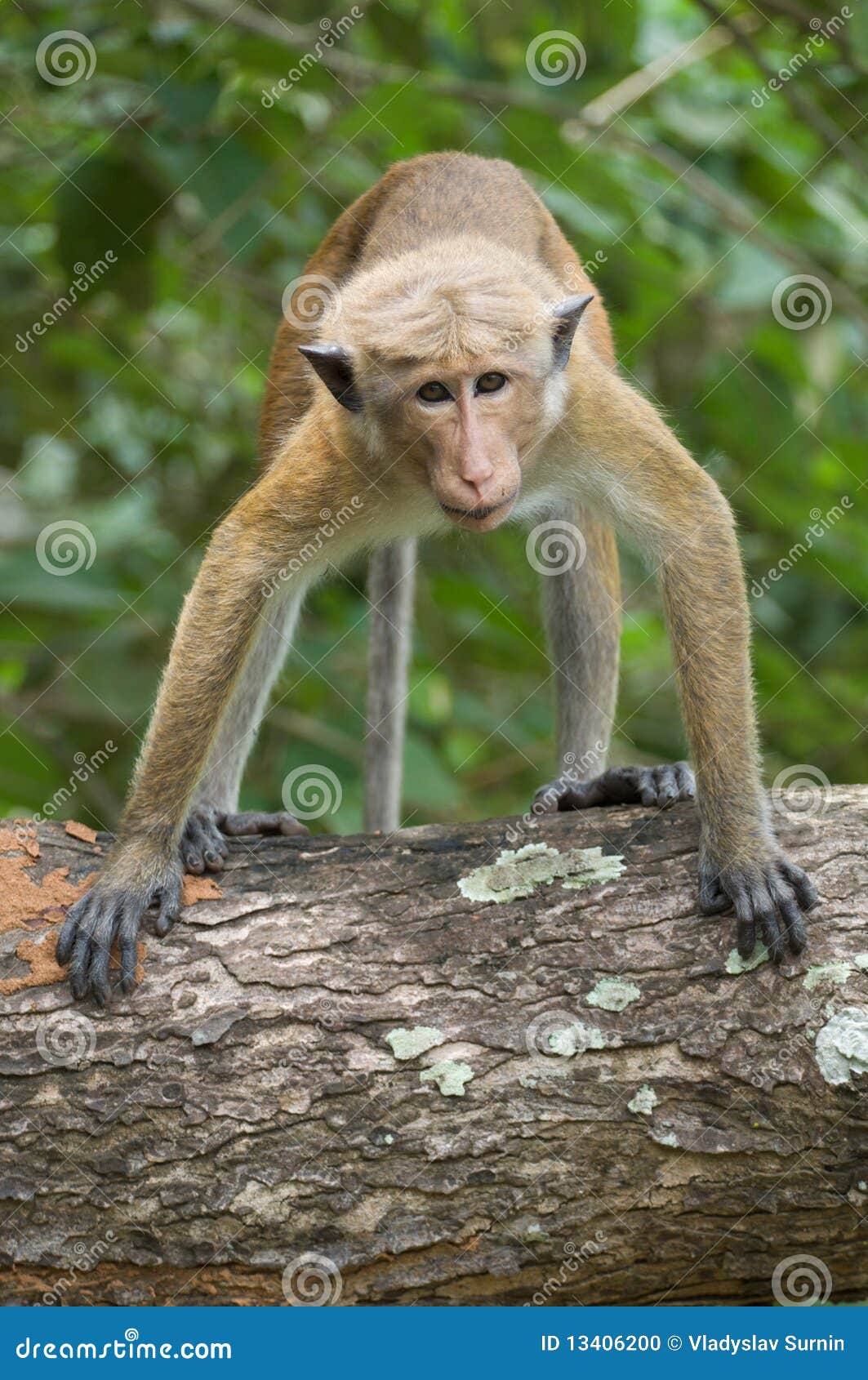 Monkey s look stock photo. Image of monkey, macaque, pollonaruwa - 13406200