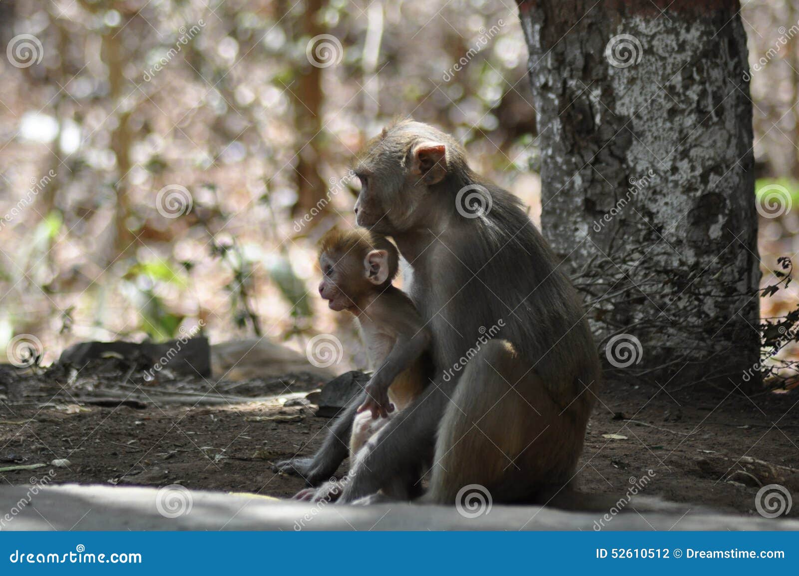 Monkey s of Mumbai stock photo. Image of mother, monkey - 52610512
