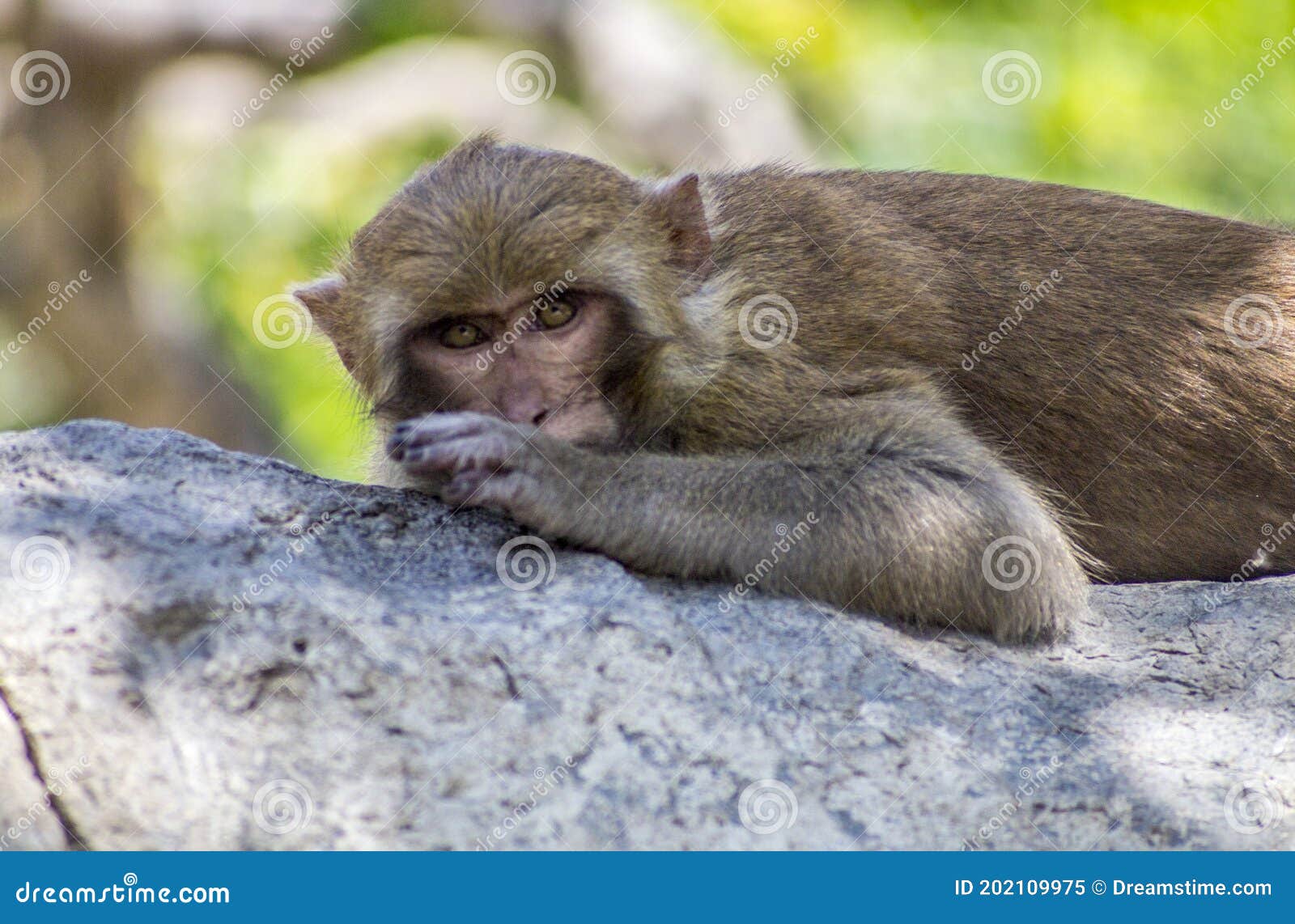 The monkey`s piercing gaze stock image. Image of looks - 202109975
