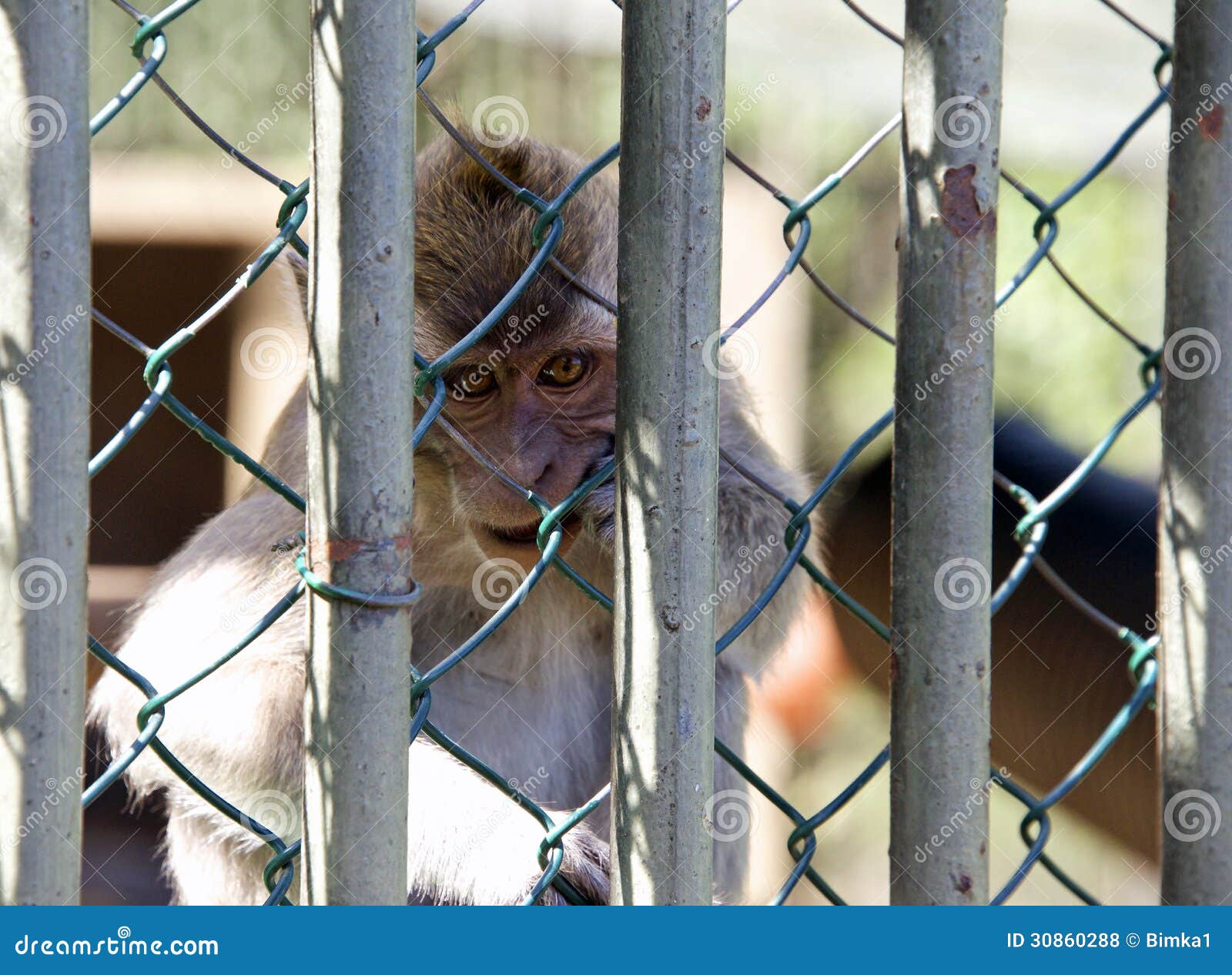 Monkey s prison stock photo. Image of animals, ideas - 30860288