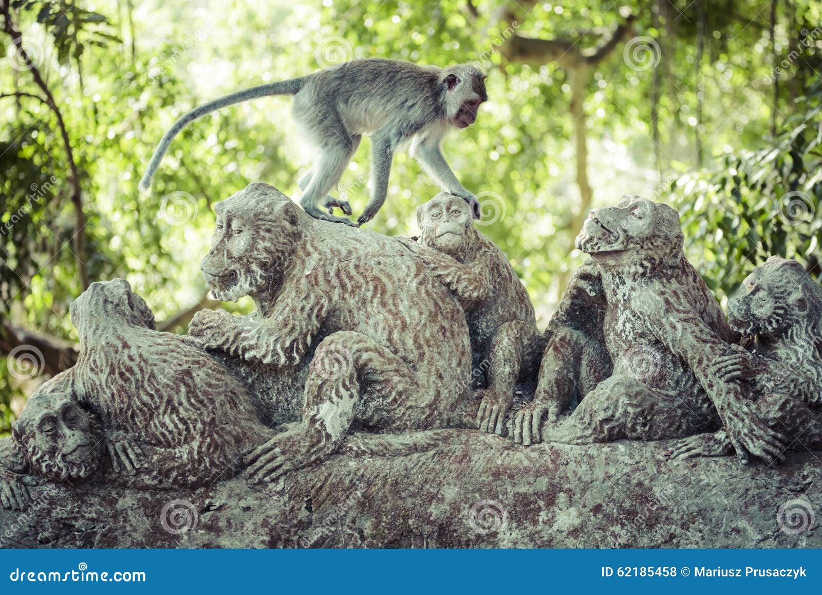 Monkey at Sacred Monkey Forest, Ubud, Bali, Indonesia Stock Photo ...
