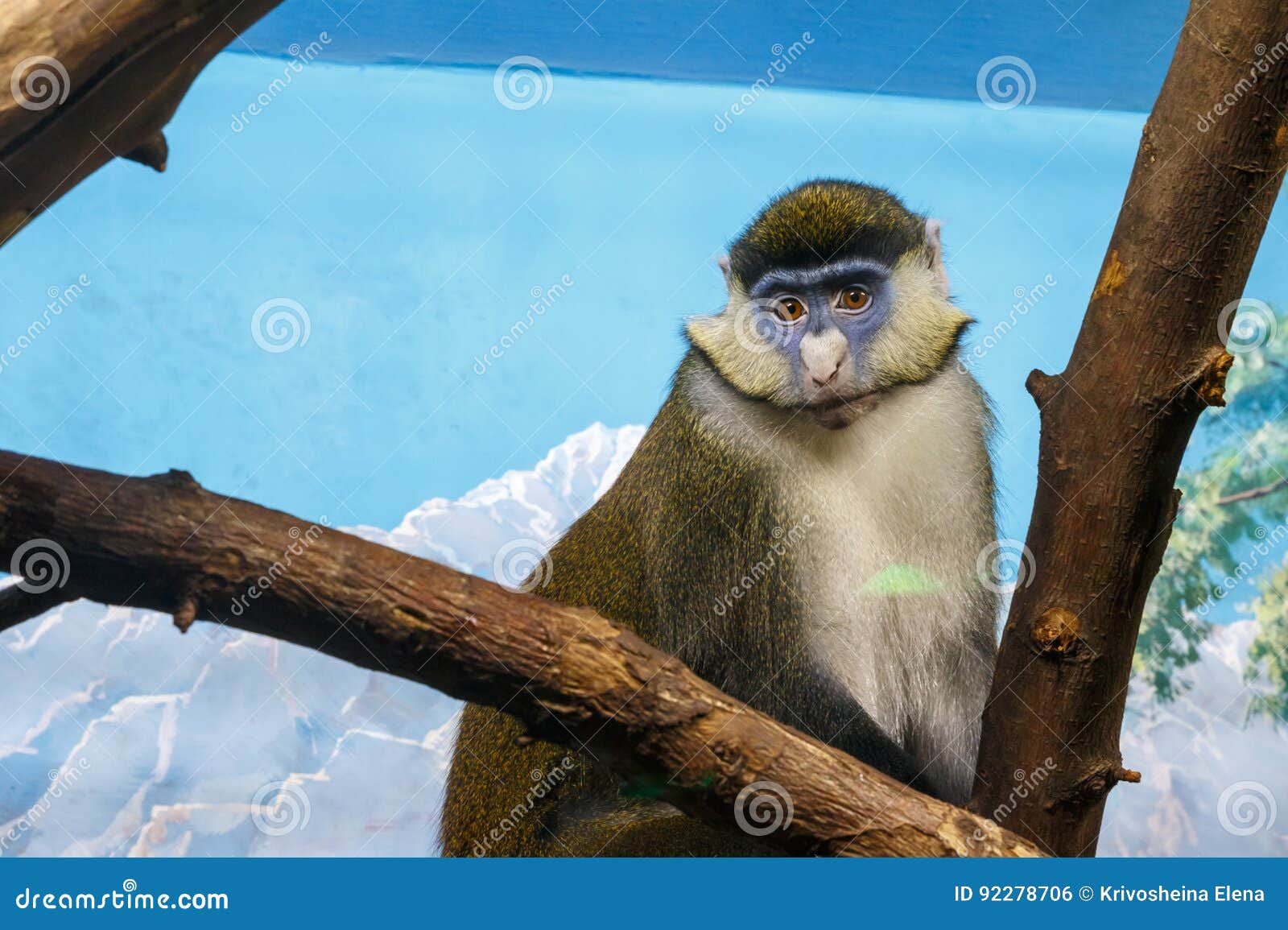 Monkey with Sad Eyes on a Tree Branch Stock Photo - Image of observe ...