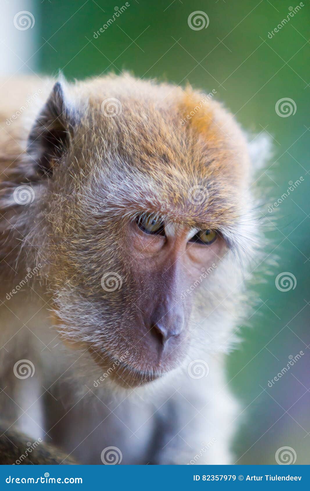 Monkey with a sad face stock image. Image of close, natural - 82357979