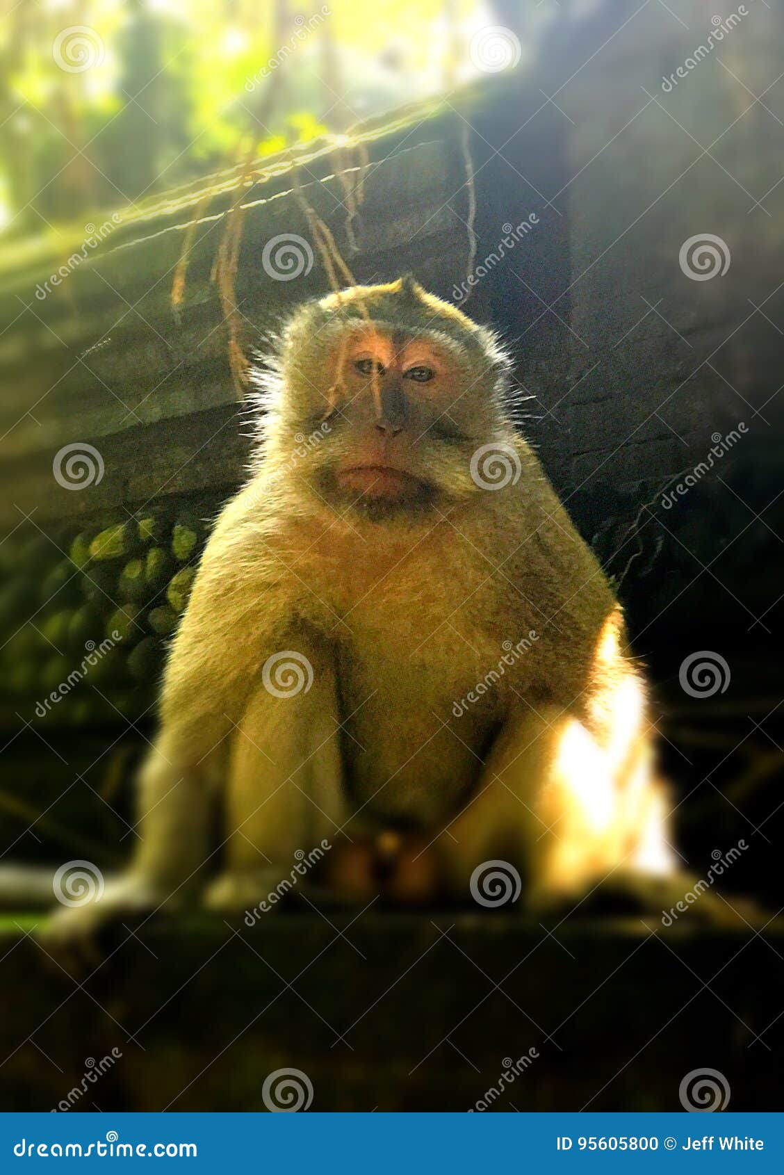 Monkey stock photo. Image of jungle, nature, wild, primate - 95605800