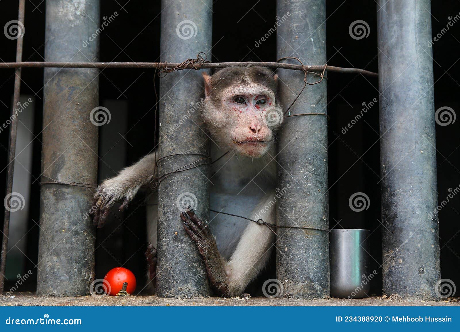 Monkey. Sad Looking Primate, Looking from Behind a Cage.caged Monkey in ...