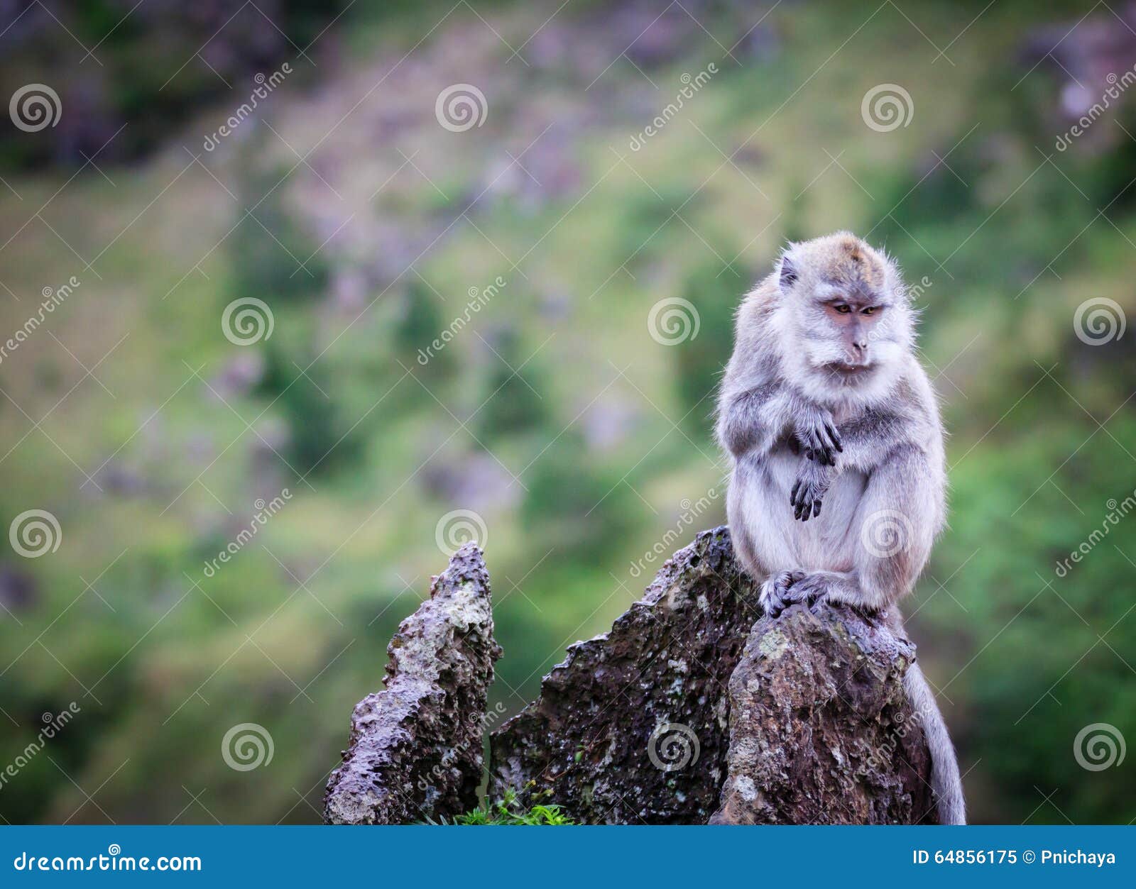 Monkey sad moment stock image. Image of animal, wildlife - 64856175