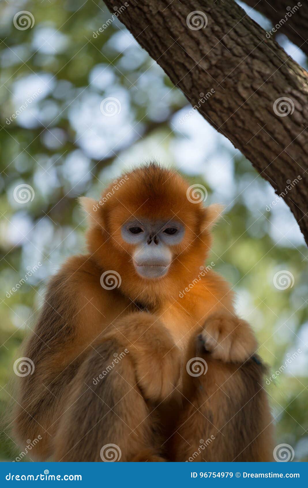 Monkey in sad mood stock image. Image of nature, sick - 96754979