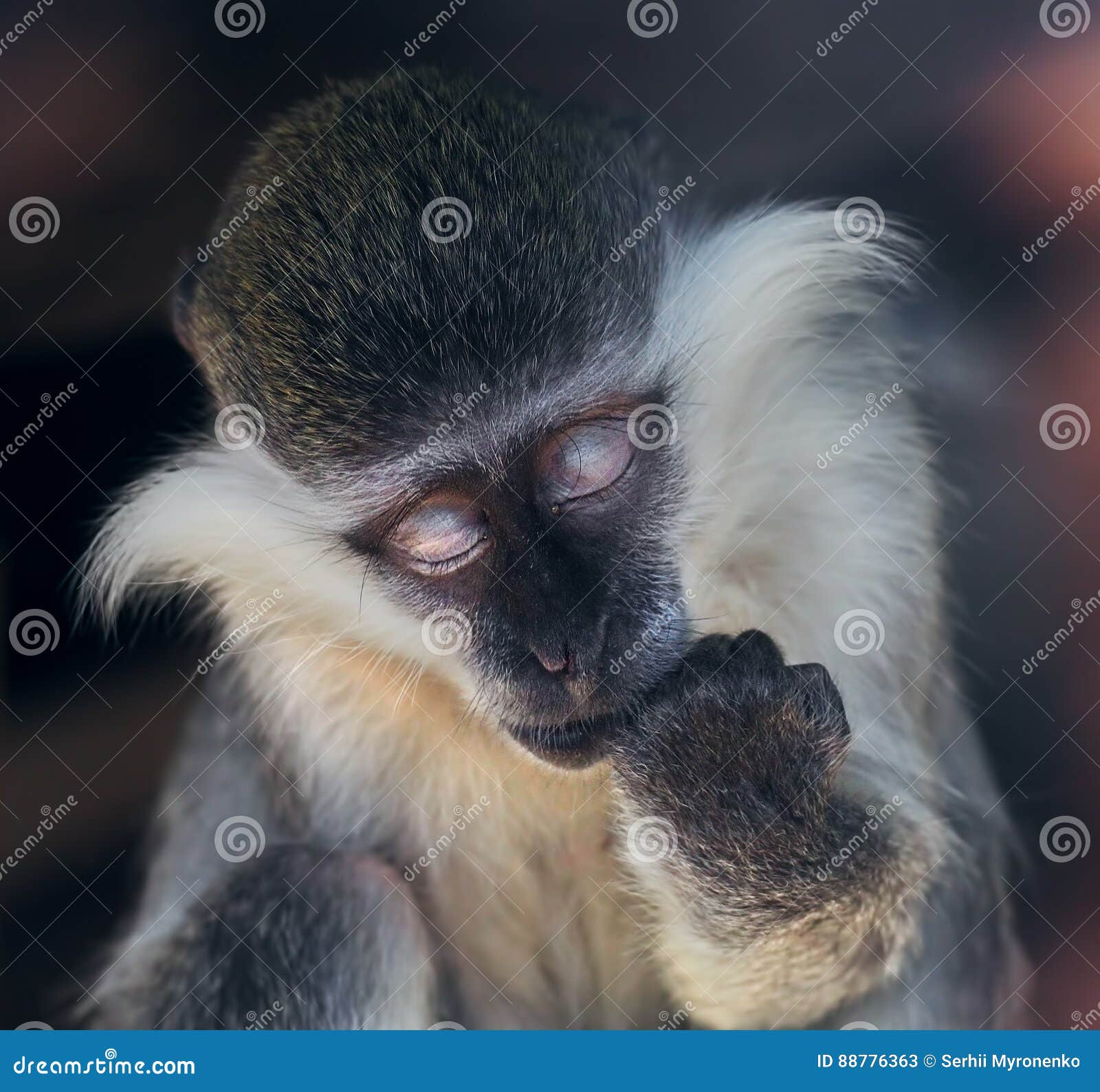 Monkey Sad Sleeping Head Down Stock Image - Image of face, young: 88776363